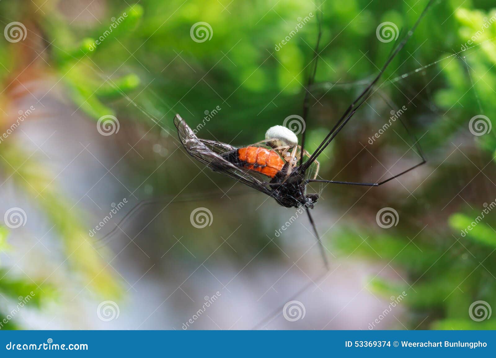 A Tiny Spider Eating Its Prey on the Web Stock Photo - Image of green ...