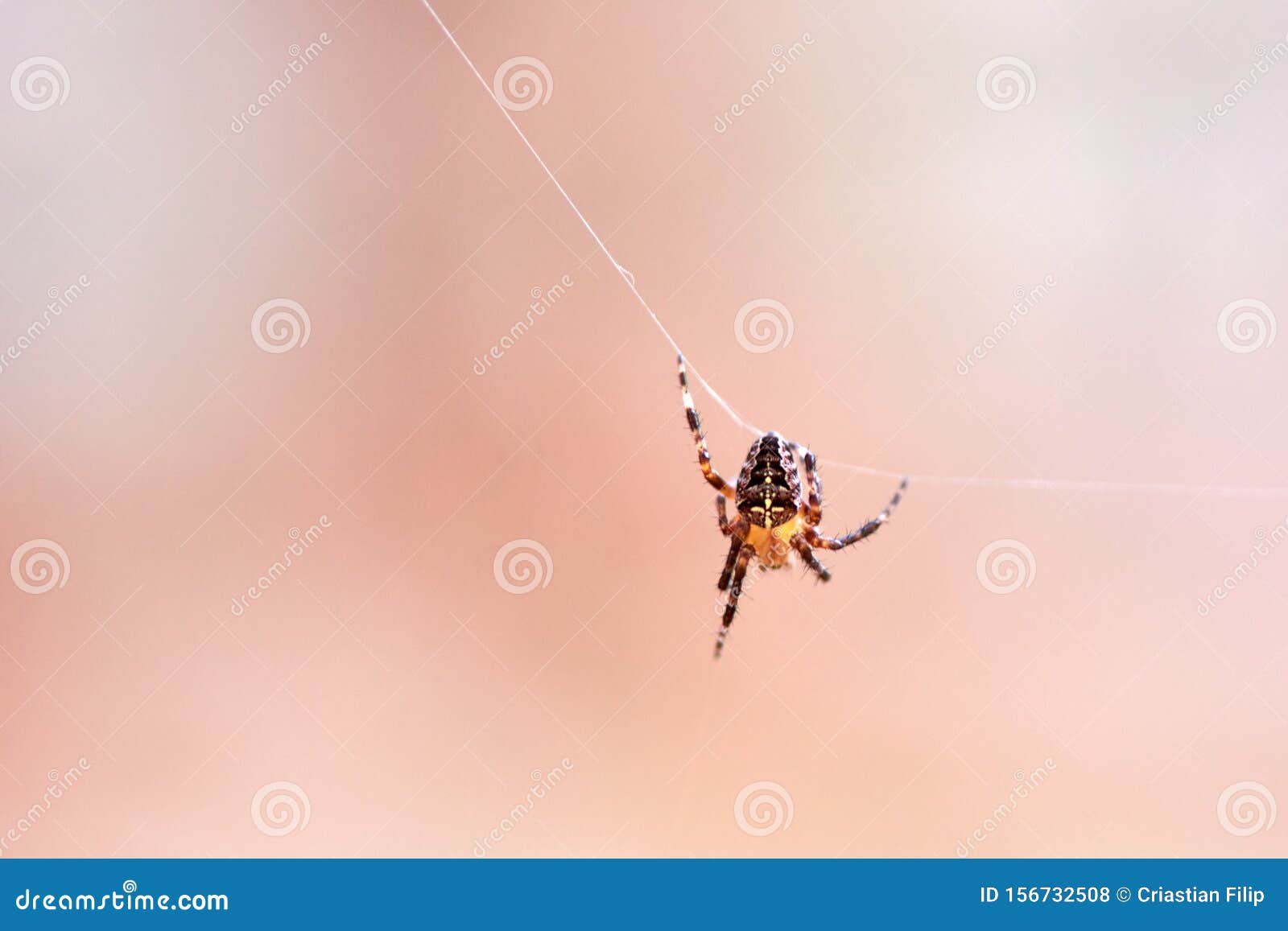 Tiny Spider Hanging from His Web Stock Photo - Image of lens, close ...