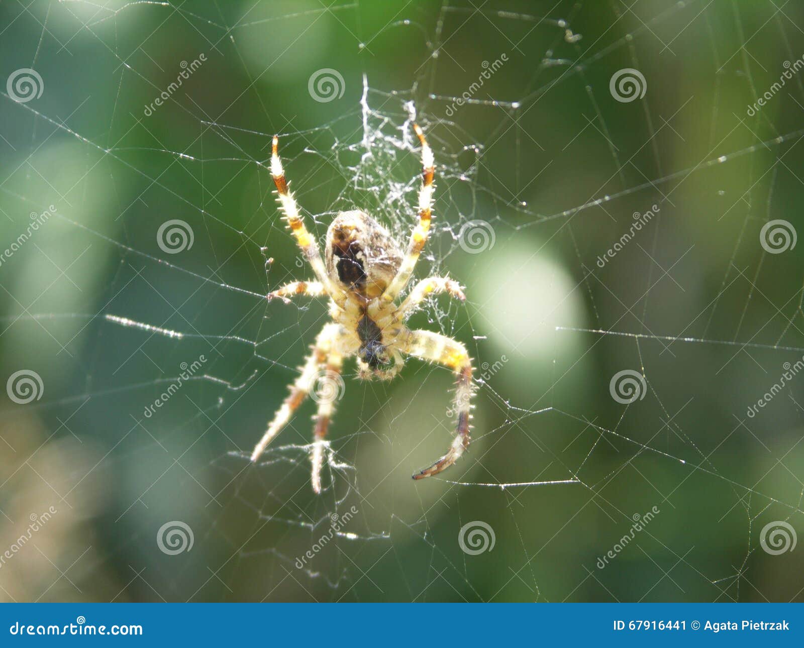Tiny Spider in the Middle of Cobweb Stock Image - Image of thread ...