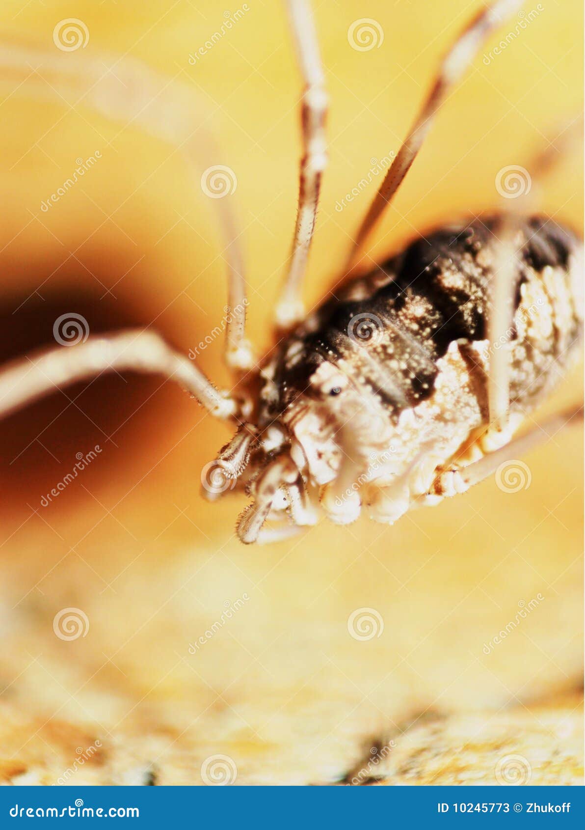 Tiny spider-multi leg stock image. Image of terrible - 10245773