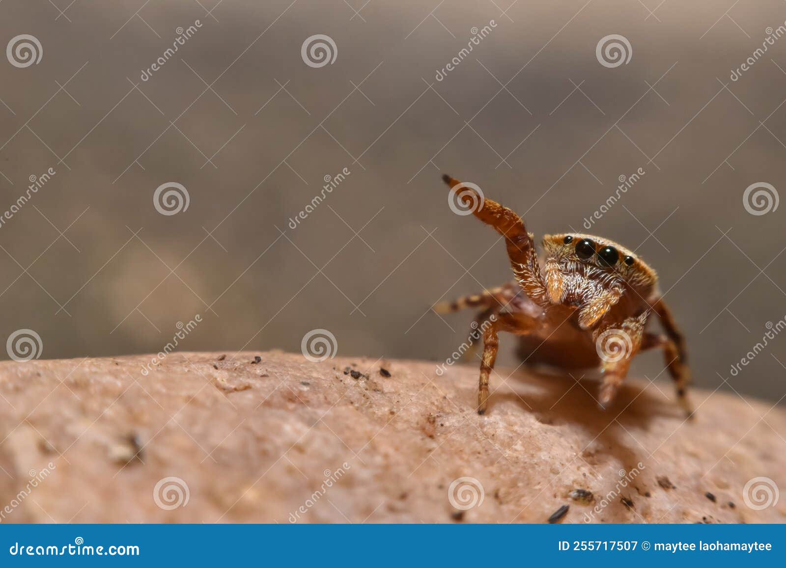Tiny spider in the nature. stock image. Image of funny - 255717507