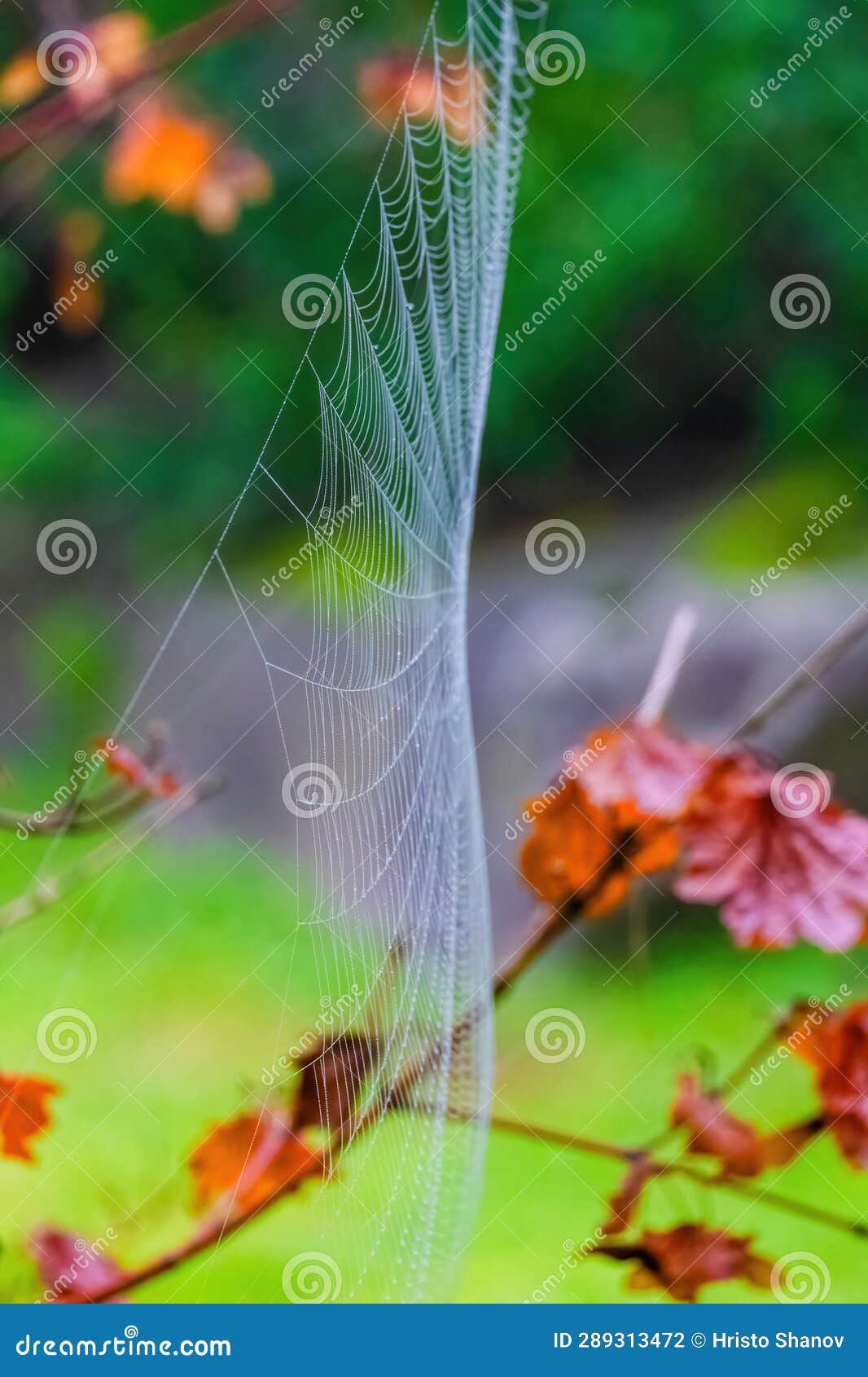 Tiny Spider Net with Water Drops on Branch Stock Photo - Image of ...
