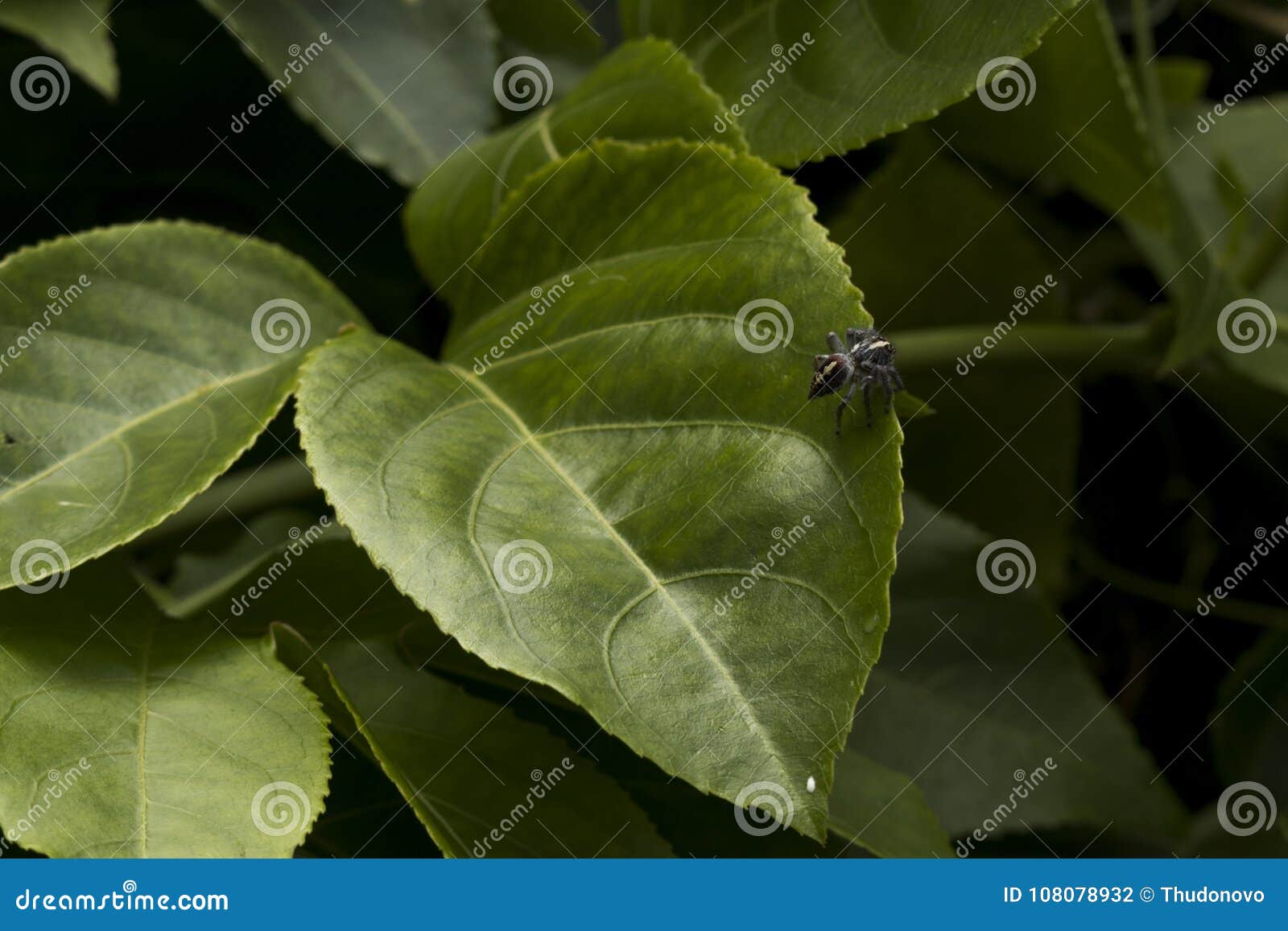 Tiny spider on plant. stock photo. Image of tiny, living - 108078932