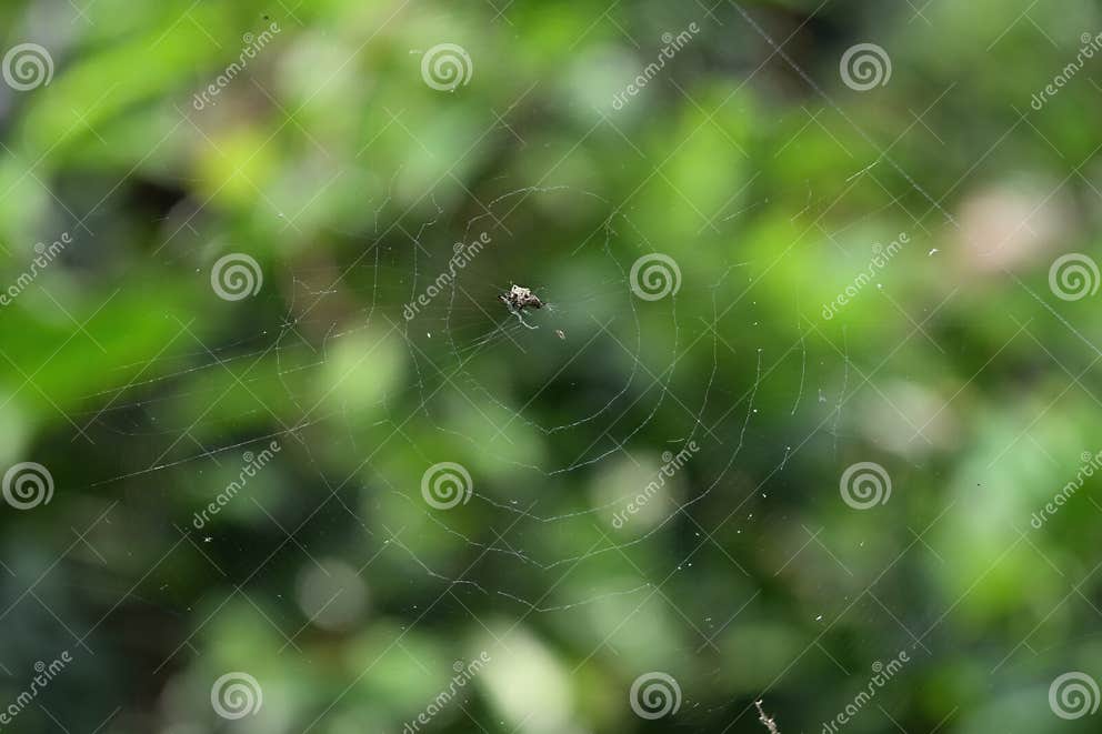 A Tiny Spider Sitting on the Center of Its Web with a Tangle Tiny ...