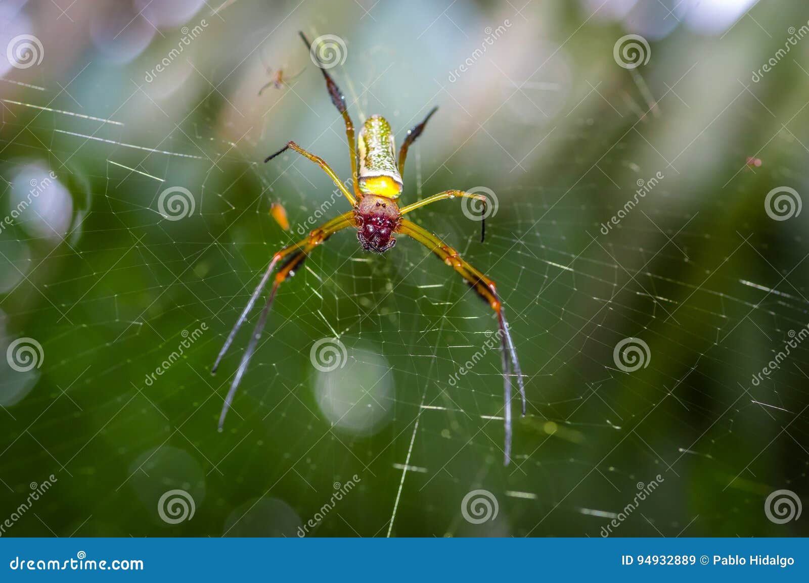 Tiny Spider Suspended Over His Spider Web Inside of the Cuyabeno ...