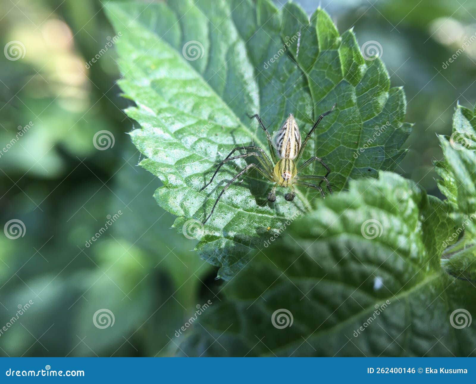 Tiny spider stock photo. Image of wildlife, tiny, leaves - 262400146