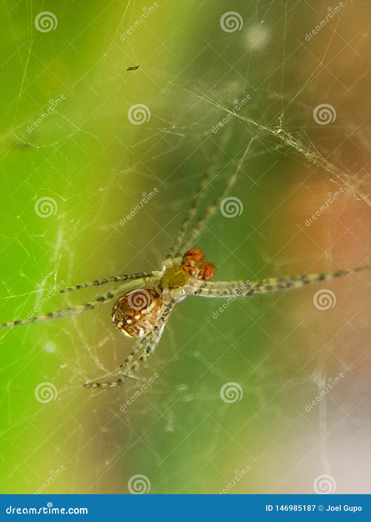 A tiny spider on a web stock image. Image of tiny, small - 146985187