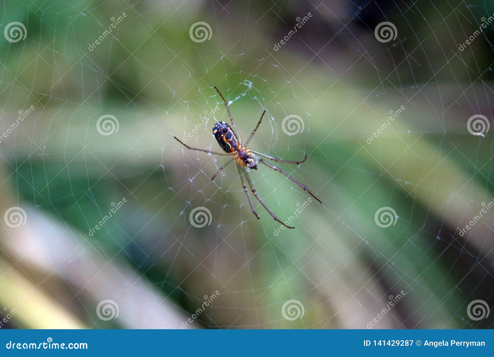 Tiny spider in a web stock image. Image of garden, small - 141429287