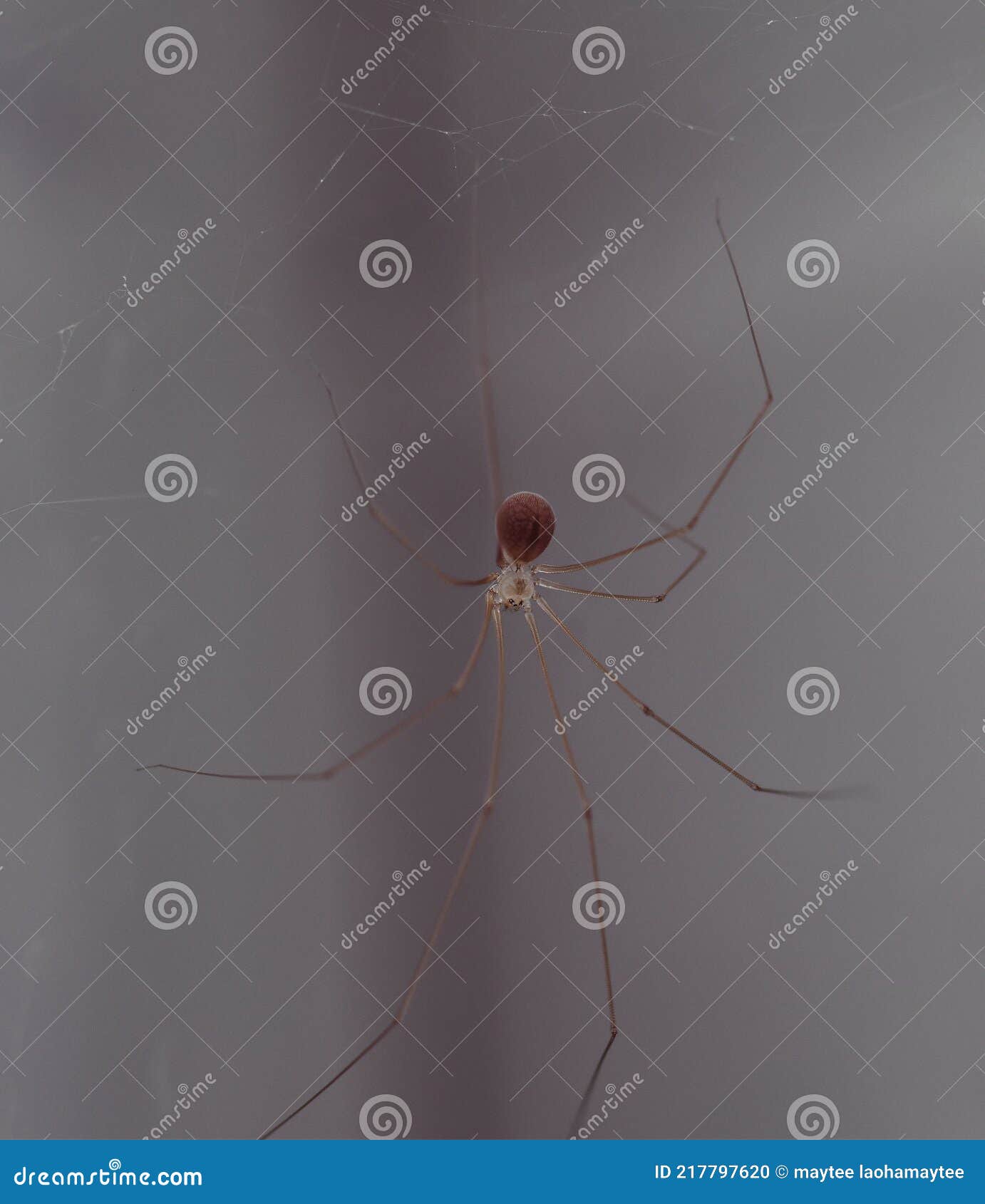 Tiny spider is on the web. stock photo. Image of animal - 217797620