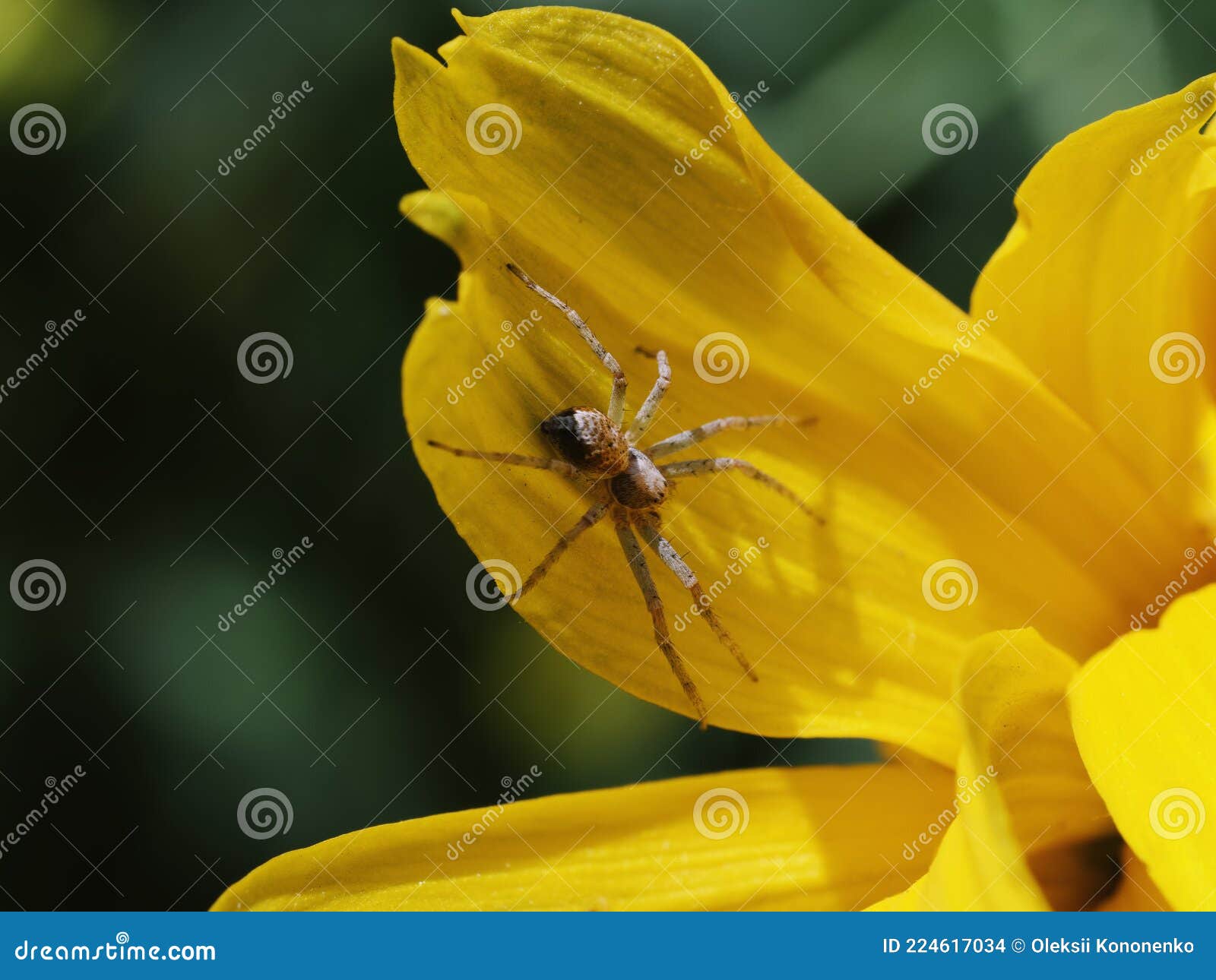 A Tiny Spider on a Yellow Flower Petal. Macrophoto Stock Photo - Image ...