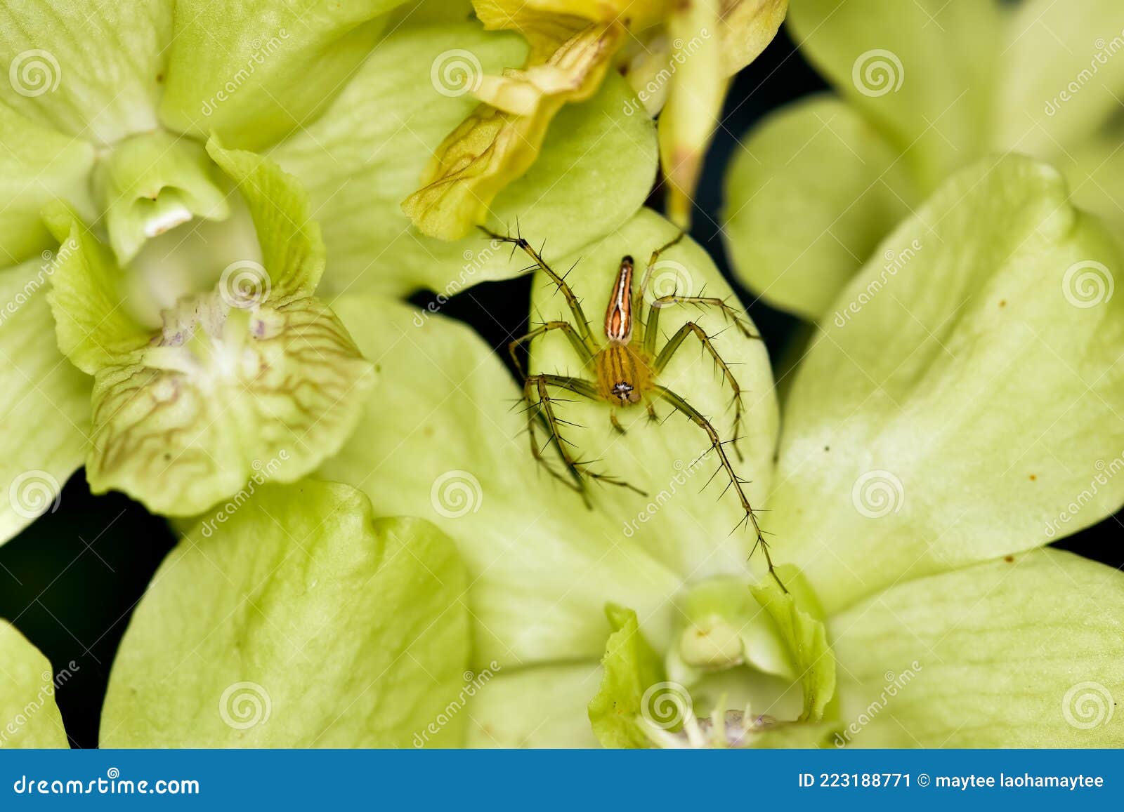 Tiny Spider is on Yellow Orchids. Stock Image - Image of yellow, spider ...
