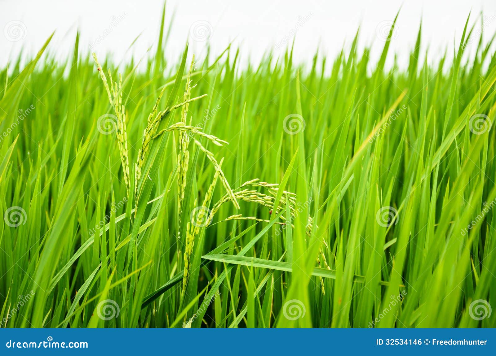 Tiny Spike Rice in the Lush Field Stock Photo - Image of growth, fecund ...