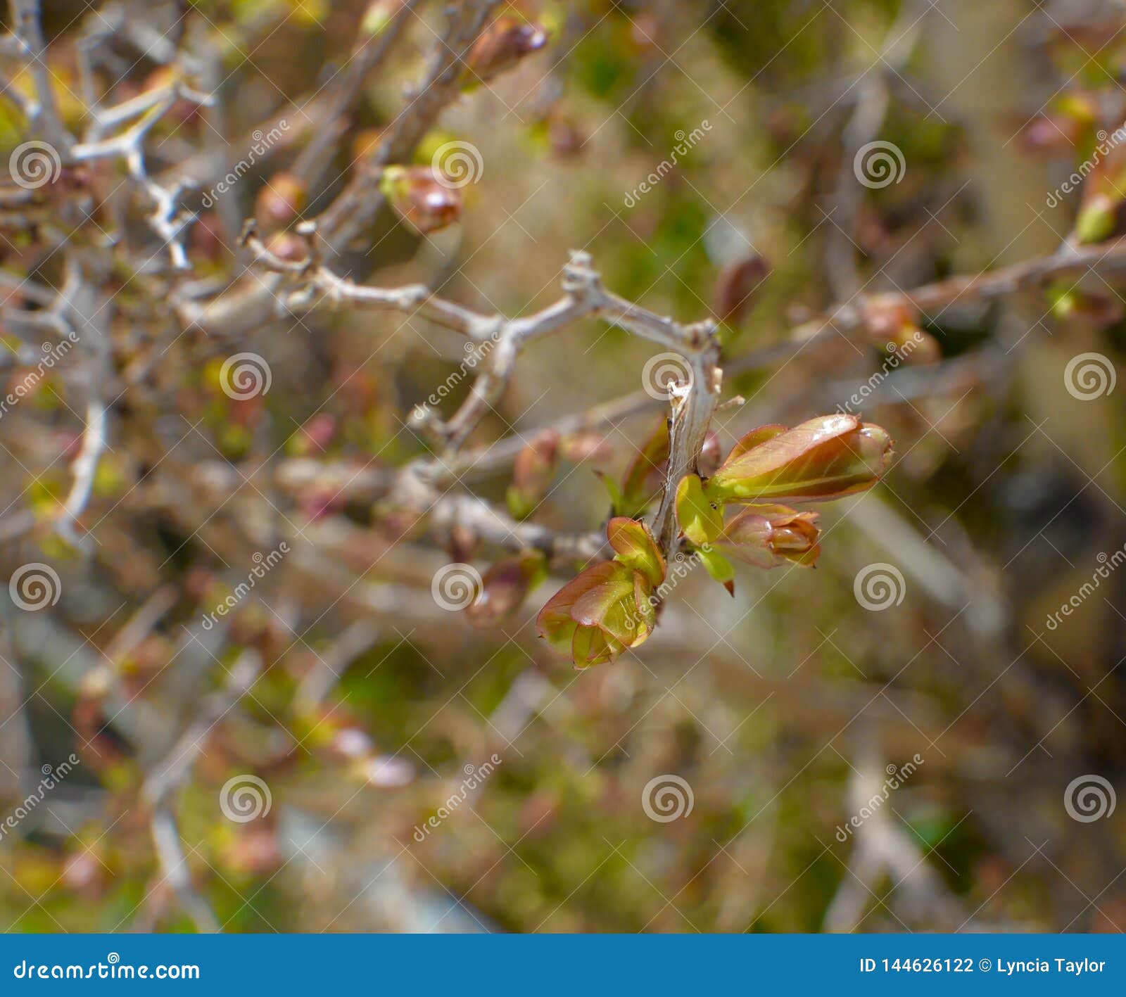 Tiny Spring Buds stock photo. Image of spring, blossomed - 144626122