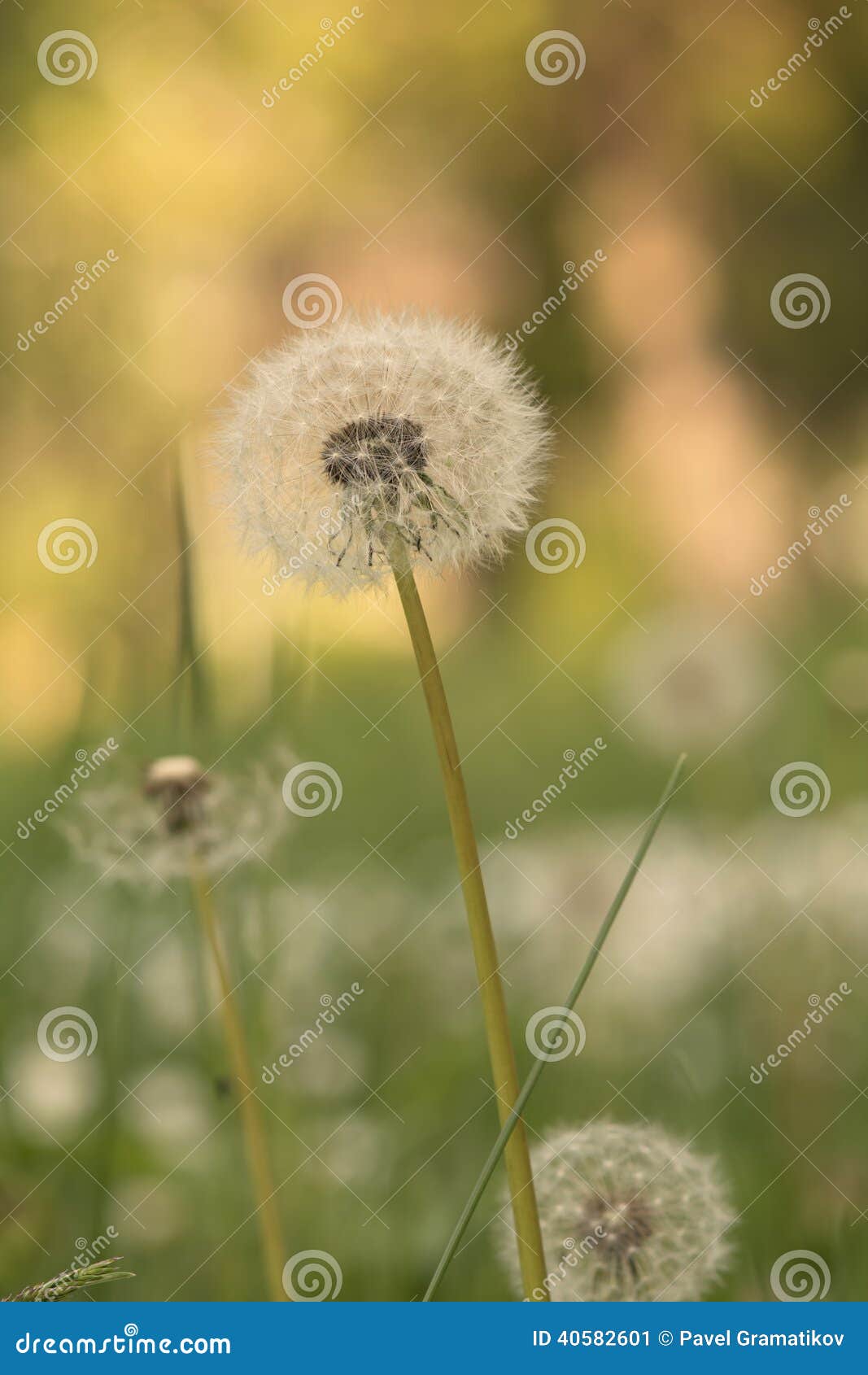 Tiny Spring dandelions stock image. Image of bright, freshness - 40582601