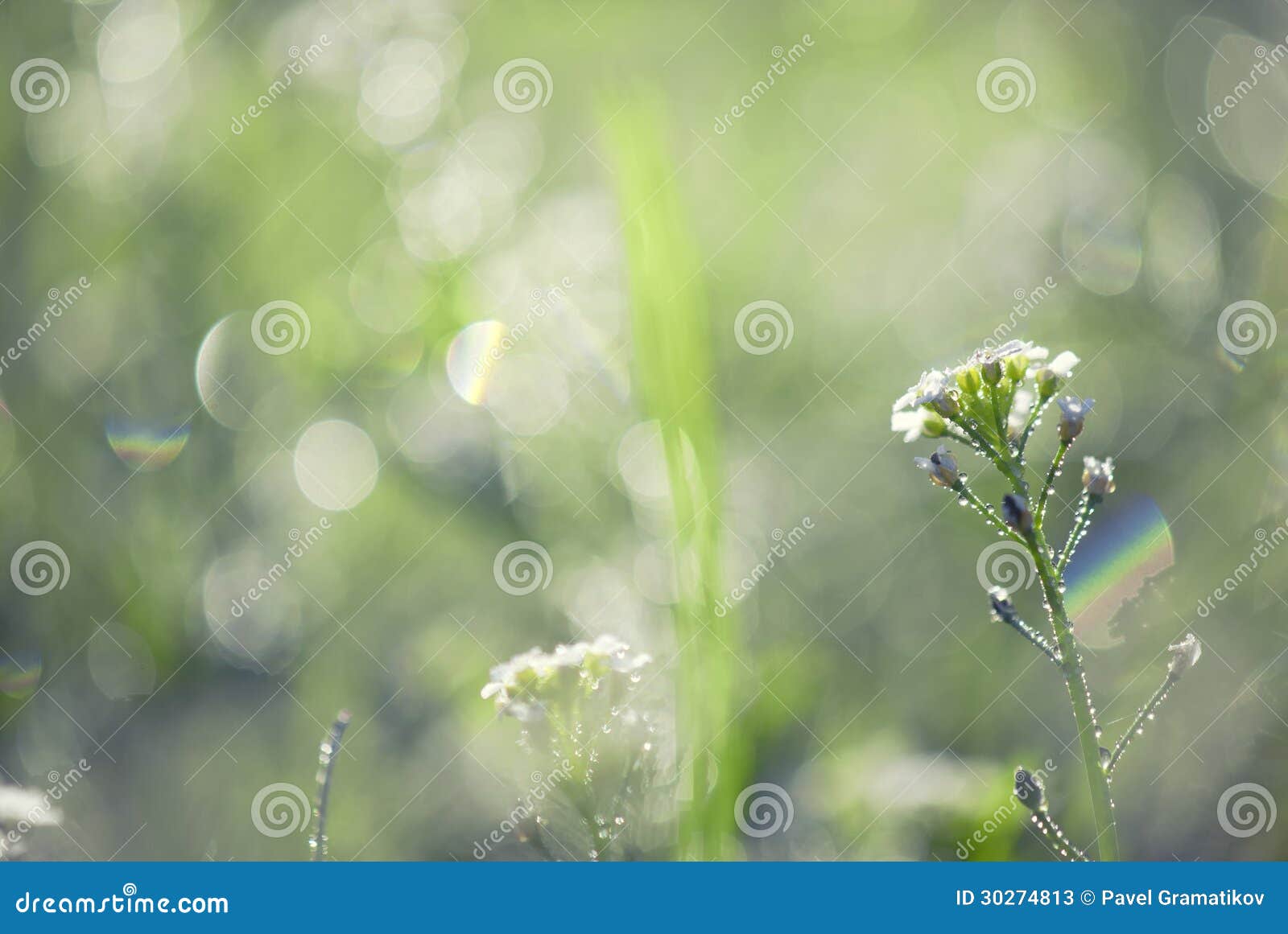 Tiny Spring Flower and Morning Dew Stock Image - Image of nature ...