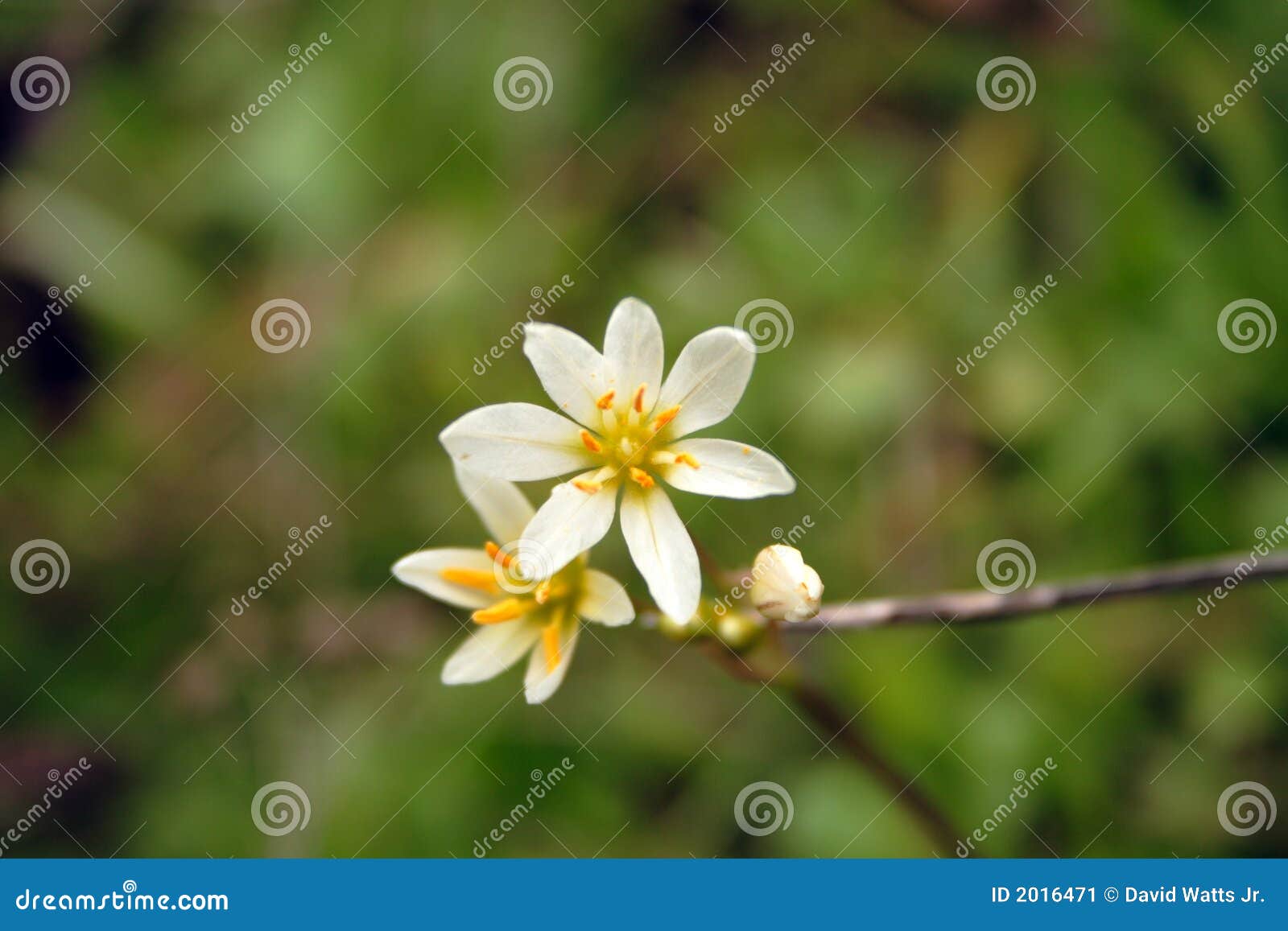 Tiny Spring Time Flower stock image. Image of pasture - 2016471