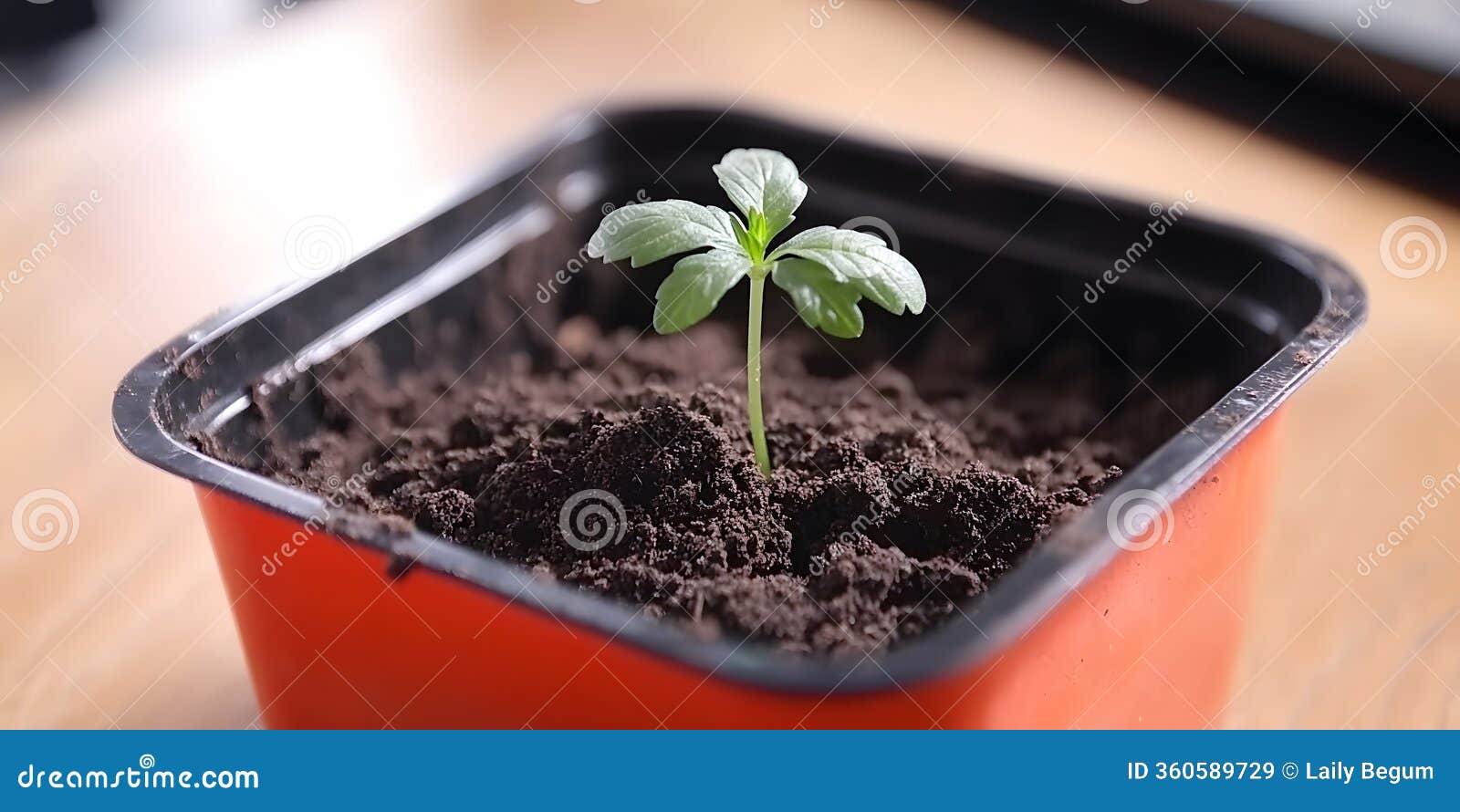 A Tiny Sprout Emerges From A Mosscovered Stone Wall, Symbolizing ...