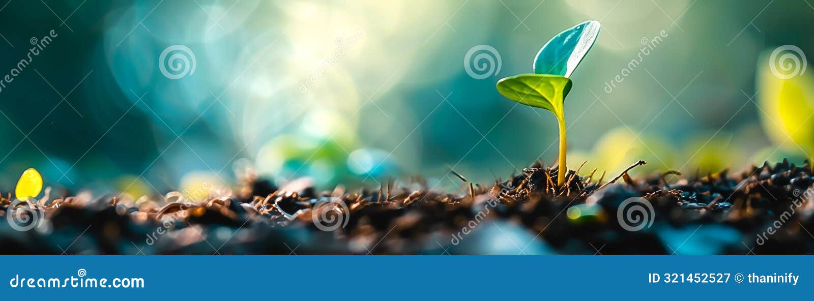 A Single Sprout Pushing through the Soil with a Soft, Blurry Background ...