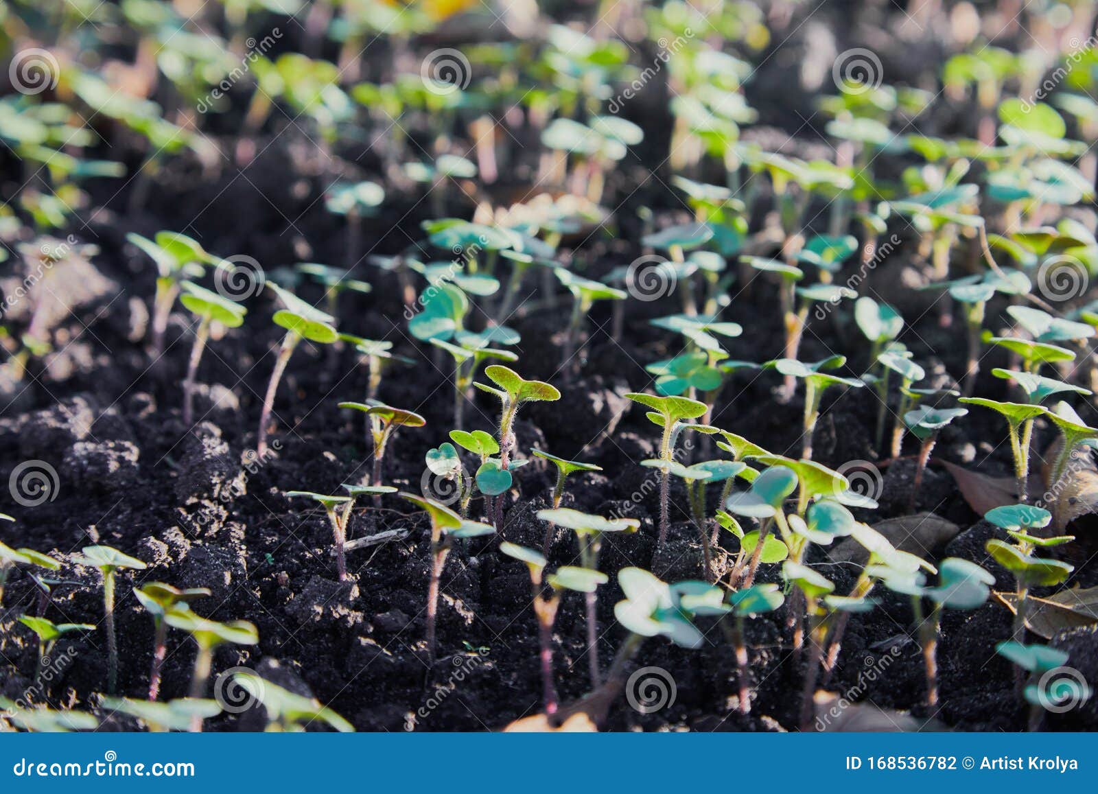 Tiny Sprouts of Rapeseed Canola or Colza in the Spring in the Fields ...