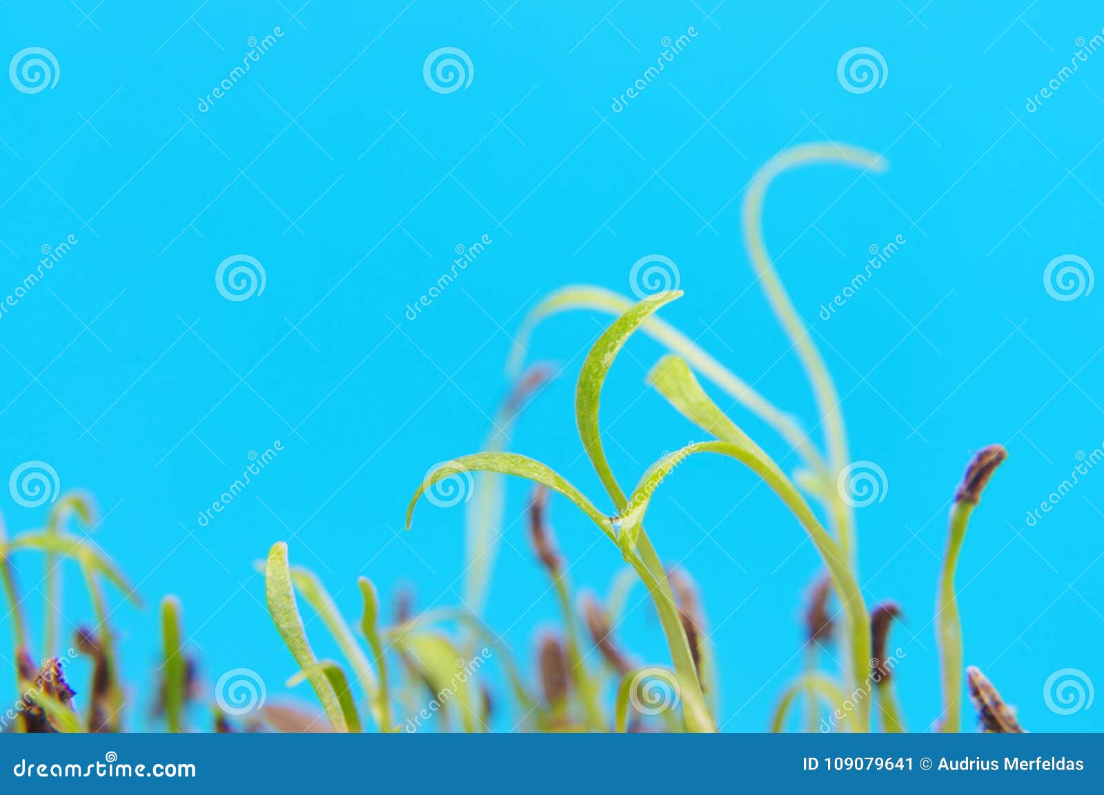 Tiny Sprouts in Spring Against Blue Background Stock Image - Image of ...