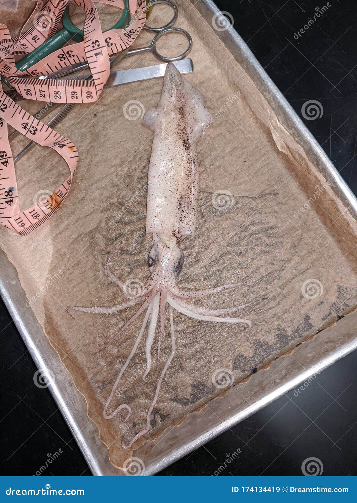 Octopus Dissection Ceres Science Morphology Of An Octopus By