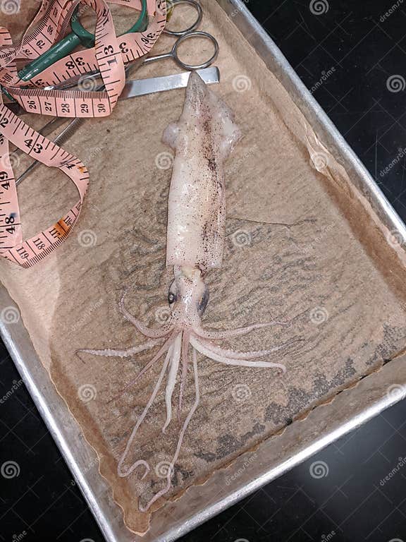 Tiny Squid Dissection High Resolution Octopus Tentacles Stock Image ...