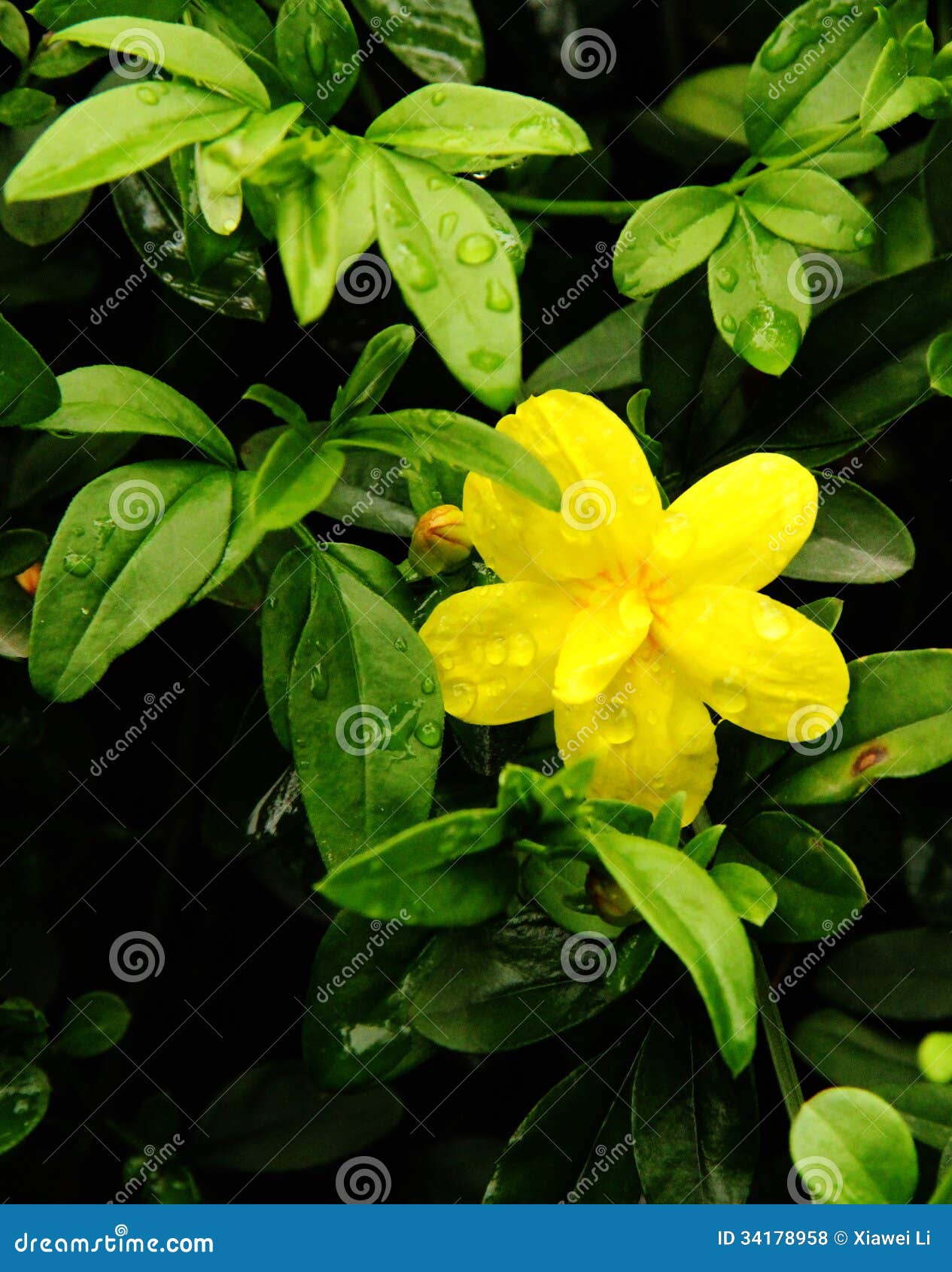 A tiny star flower stock photo. Image of summer, petal - 34178958