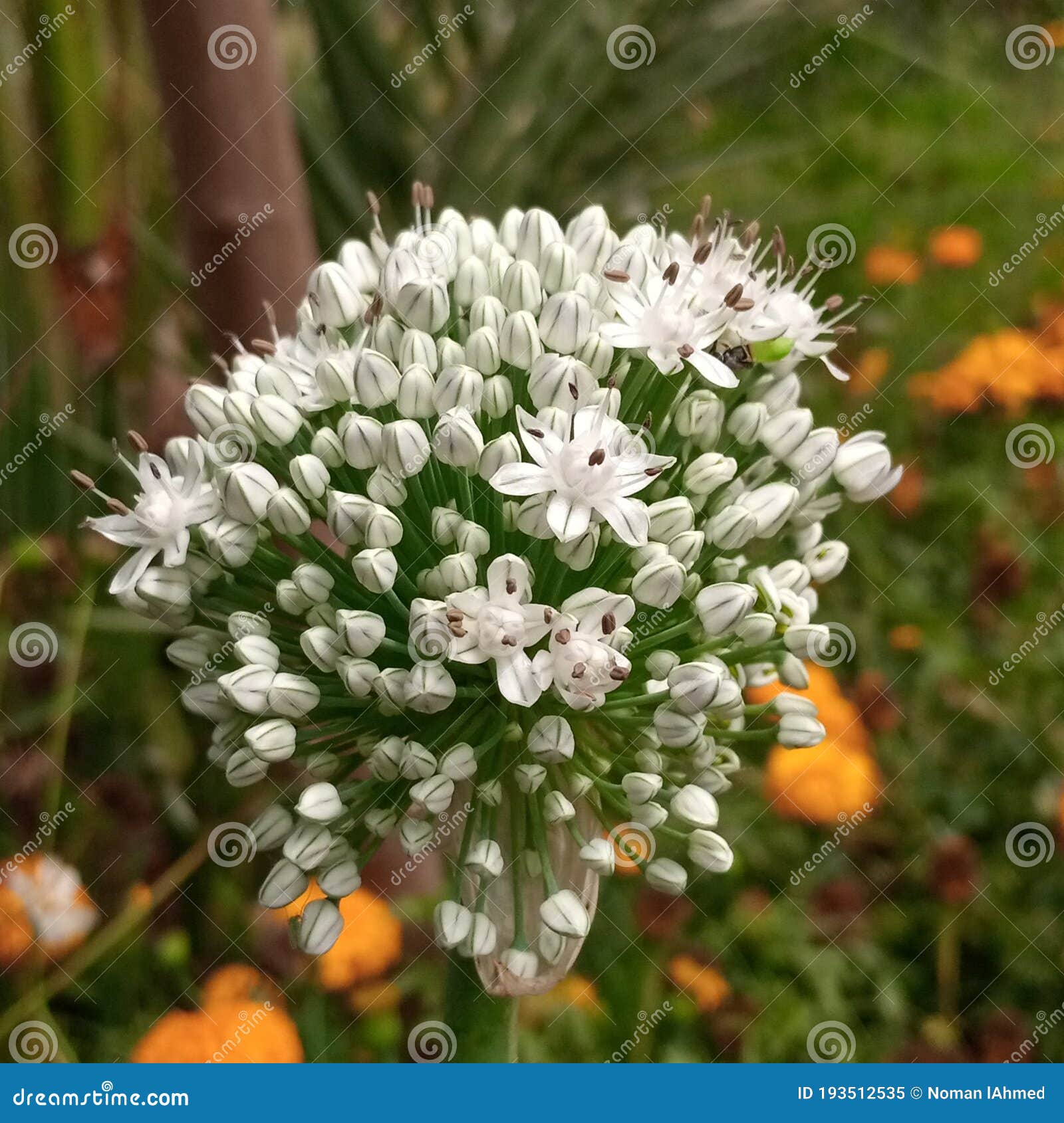 Tiny star shaped flower stock image. Image of branch - 193512535