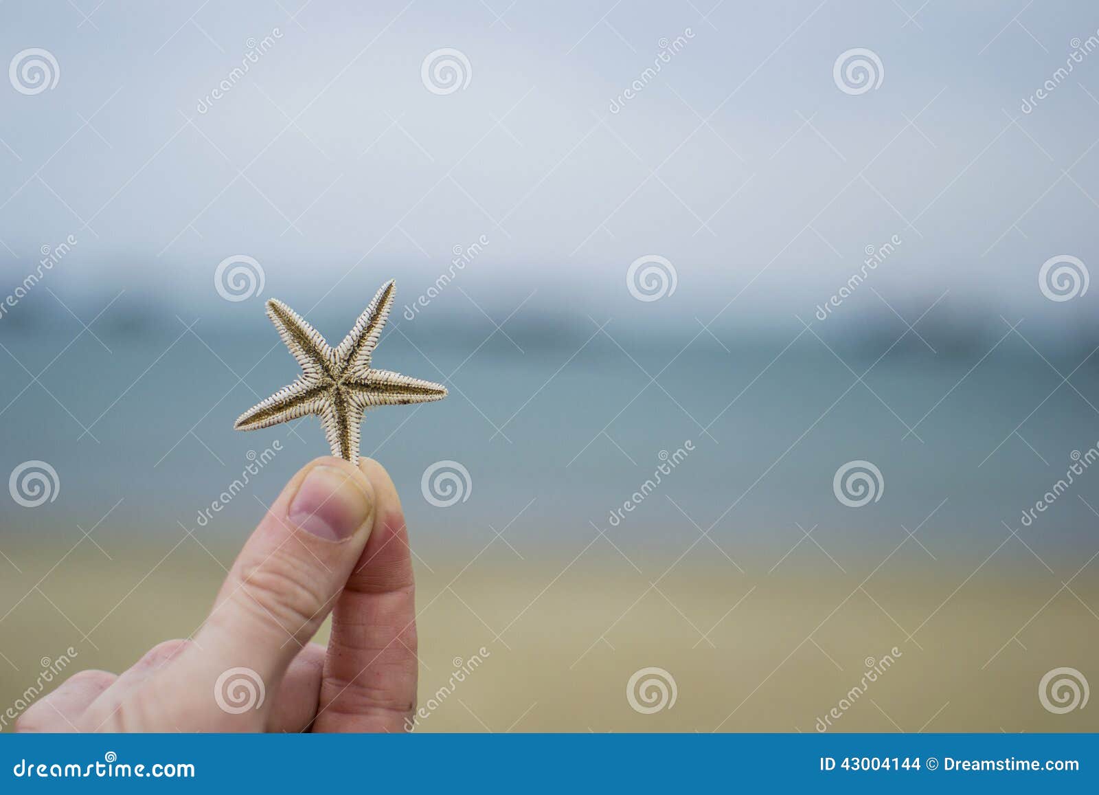 Tiny Starfish stock photo. Image of blue, shore, starfish - 43004144