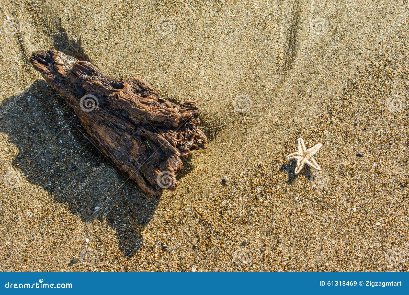 Tiny Starfish and Driftwood on the Beach Stock Image - Image of ...