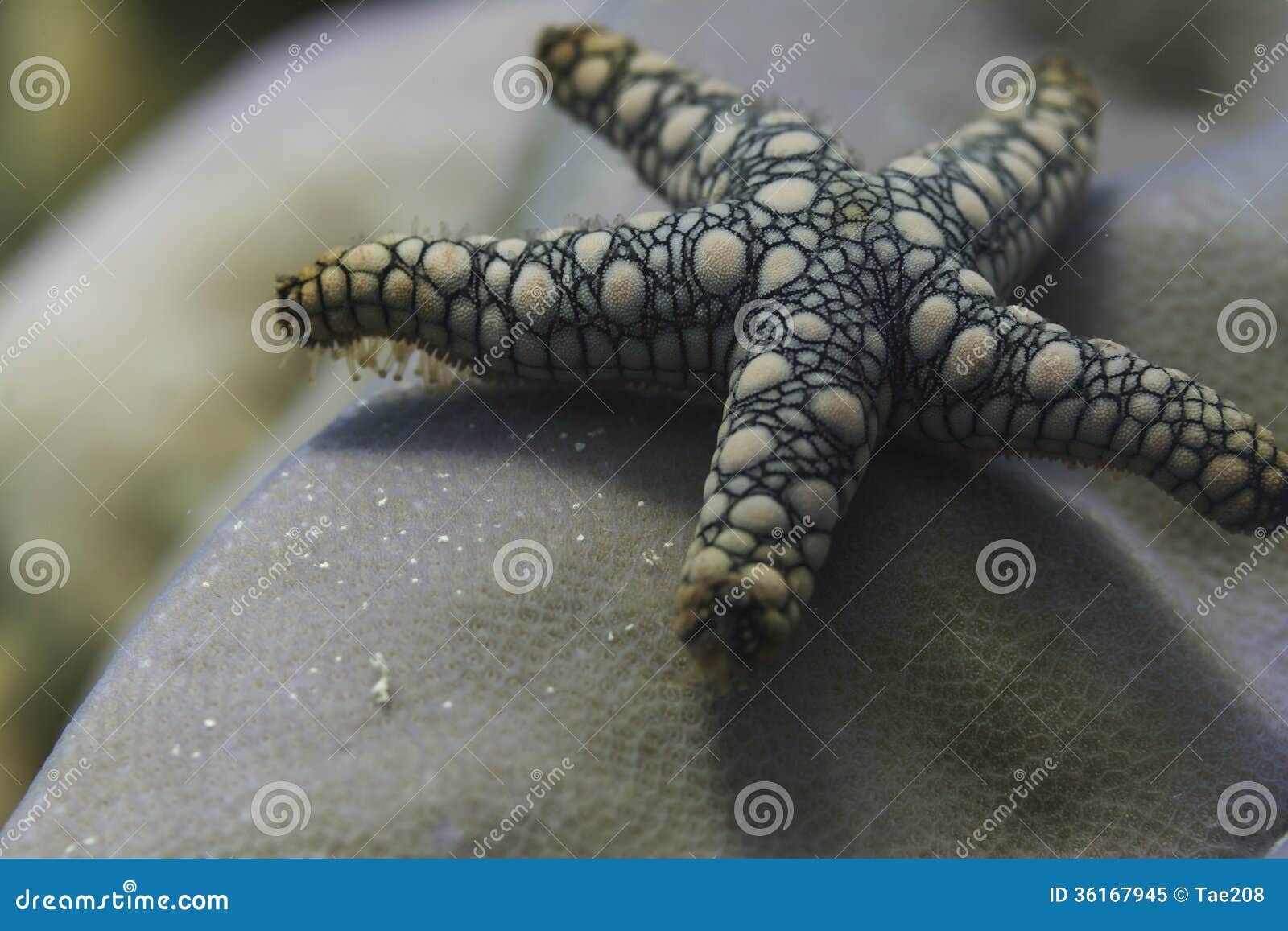 Tiny Starfish at Surin Island Stock Image - Image of thailand, andaman ...