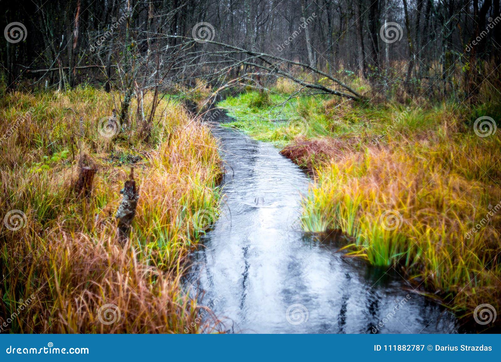 Tiny stream in fall forest stock image. Image of forest - 111882787