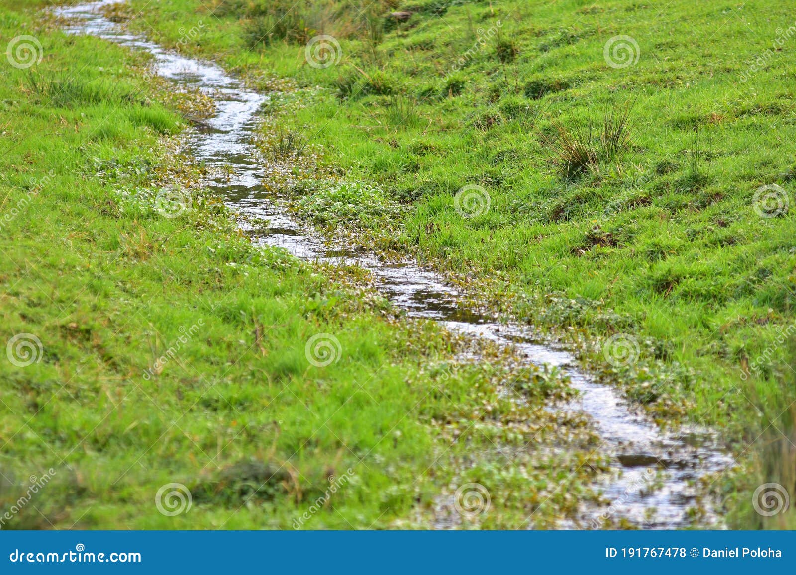 Tiny Stream Flowing through Meadow Stock Photo - Image of agriculture ...