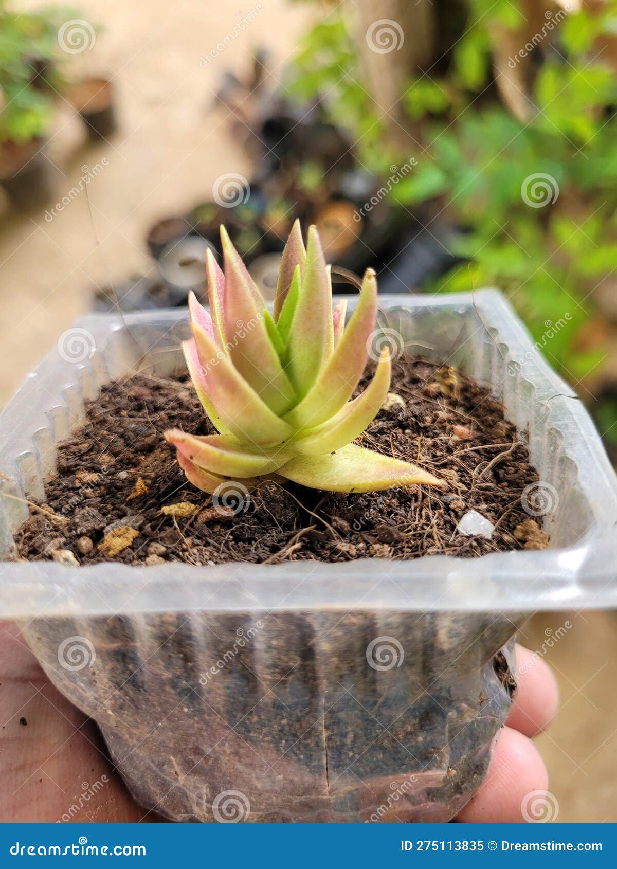 Tiny Succulent Plant On White Background, Echeveria Secunda Clara Stock ...