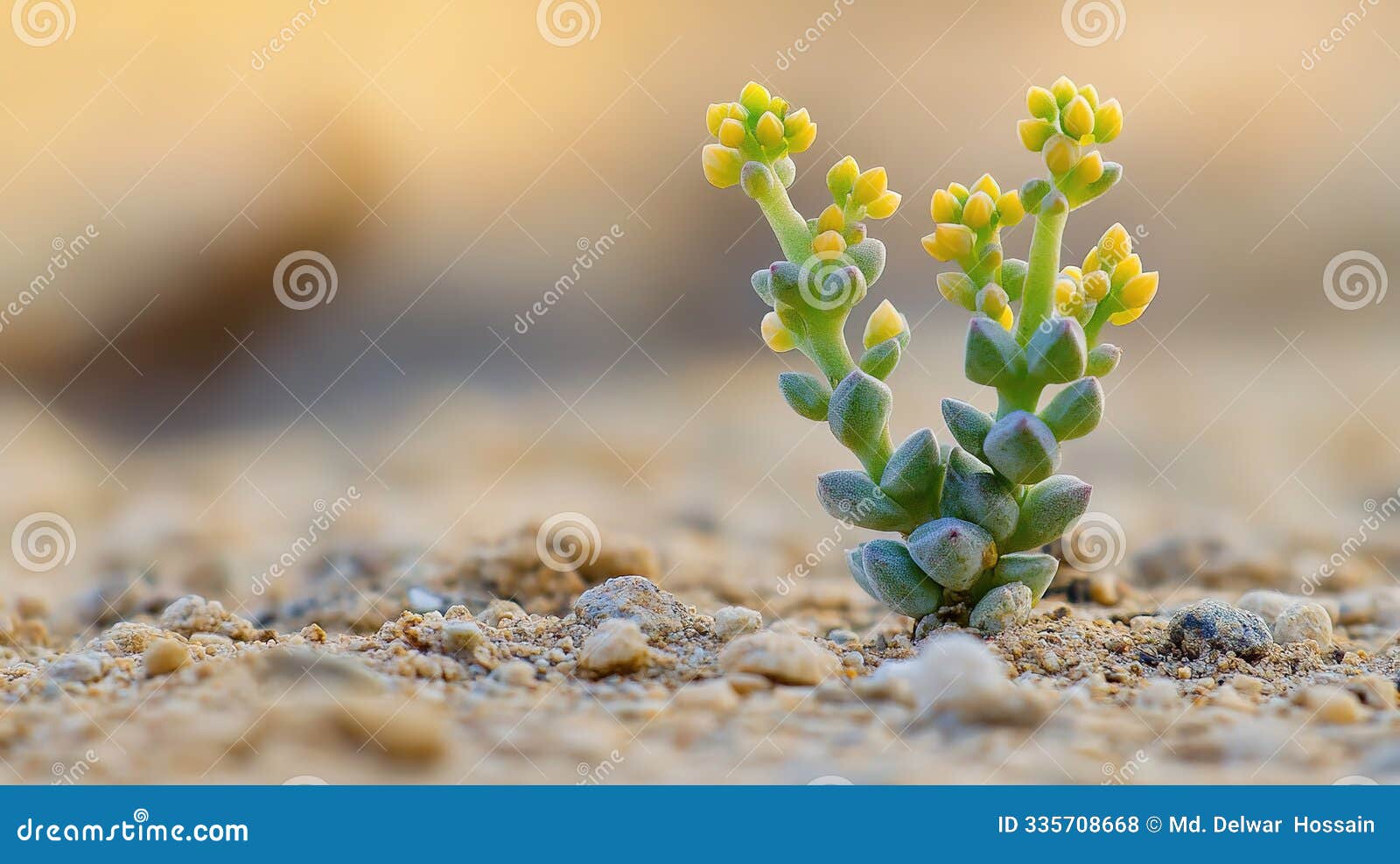 A Tiny Succulent Plant Sprouting from Sandy Soil in a Desert ...