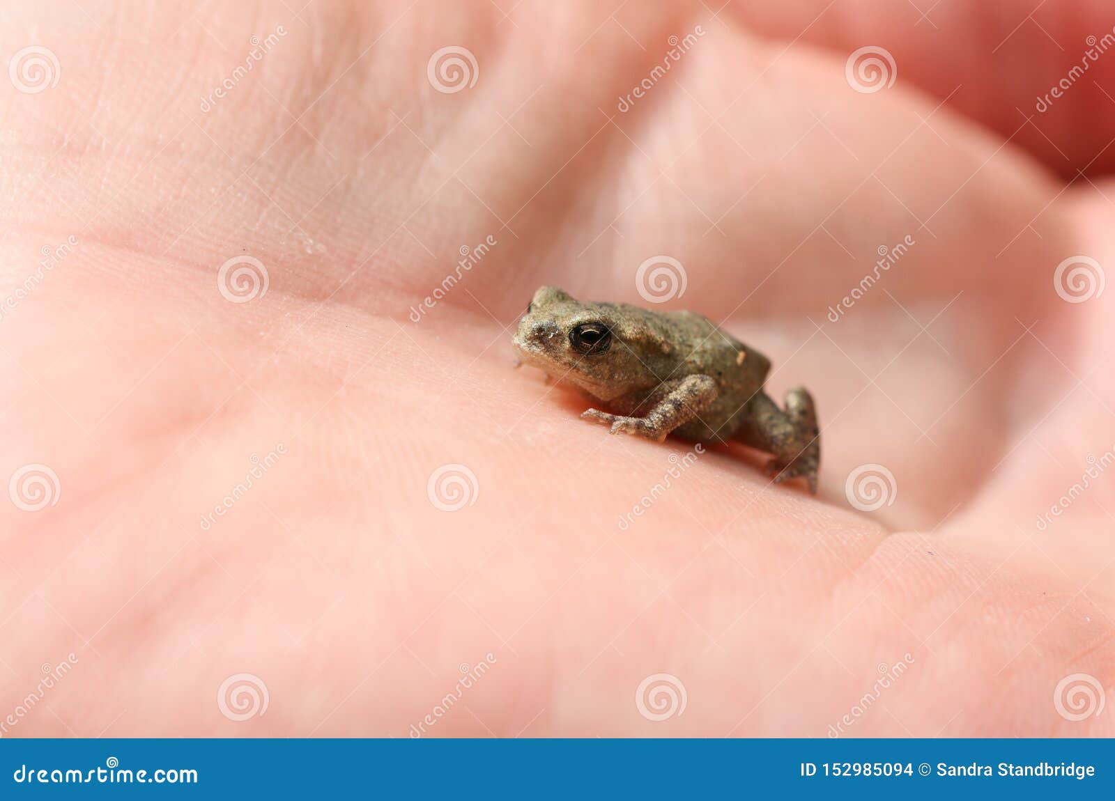 A Tiny Sweet Baby Common Toad, Bufo Bufo, Sitting on the Palm of a Hand ...