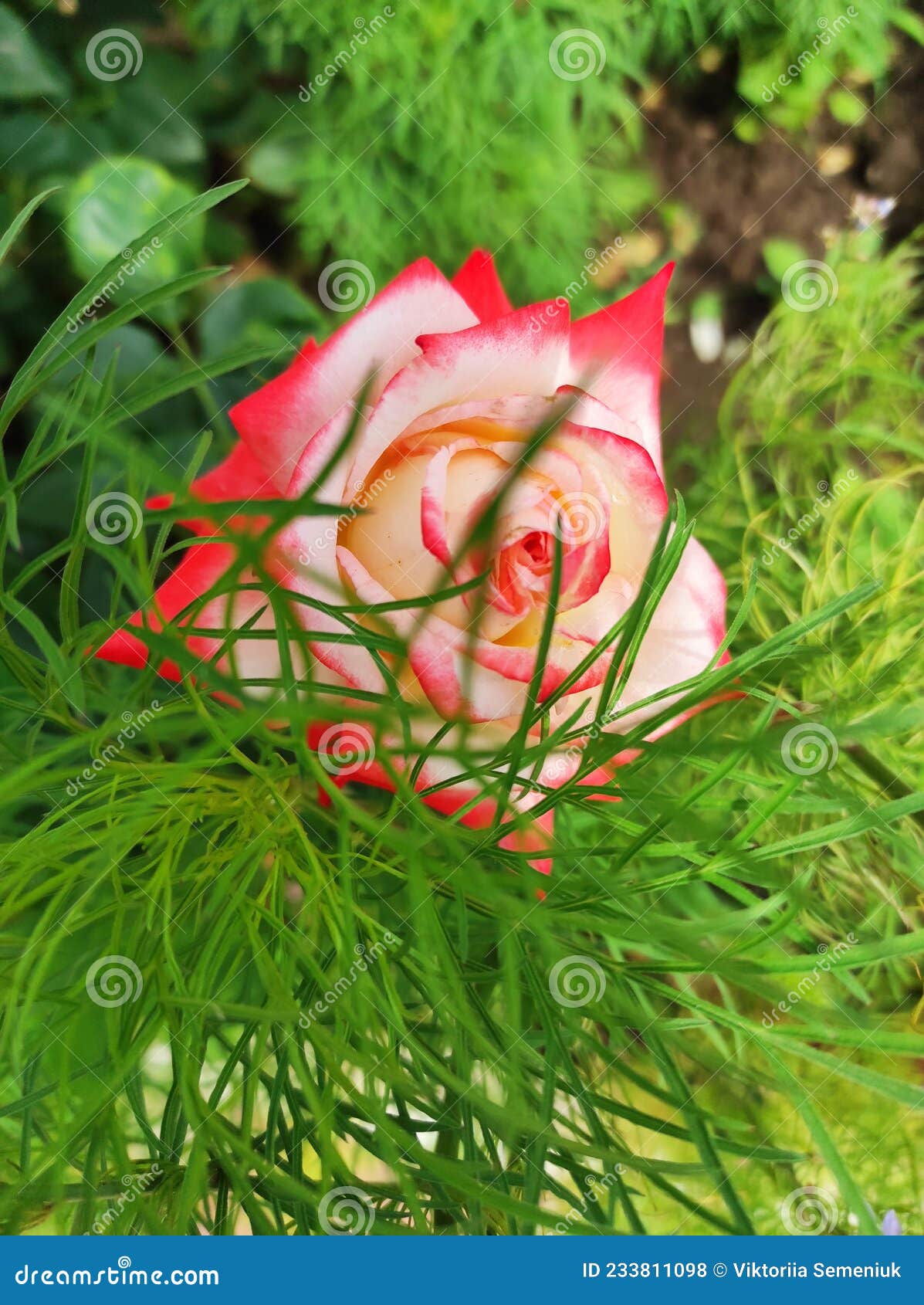 Cute Rose Heart Flower With One Petal Against White Personification ...