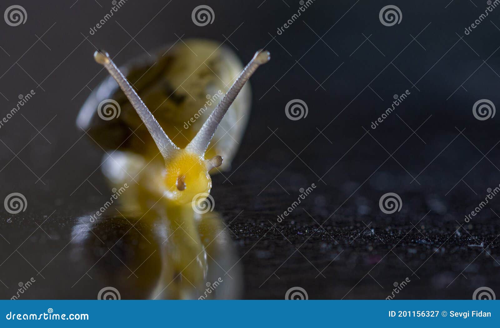 Tiny sweet snail stock image. Image of tiny, antenna - 201156327