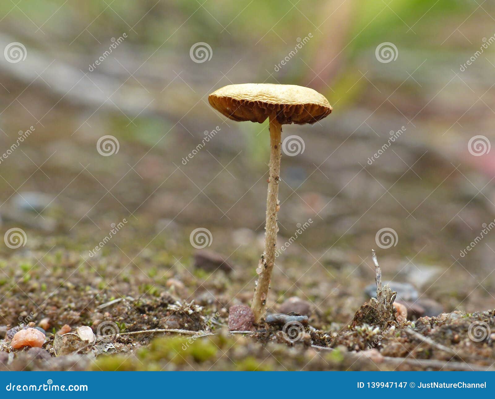 Tiny Tan Mushroom on Sand 2 Stock Image - Image of tiny, nature: 139947147