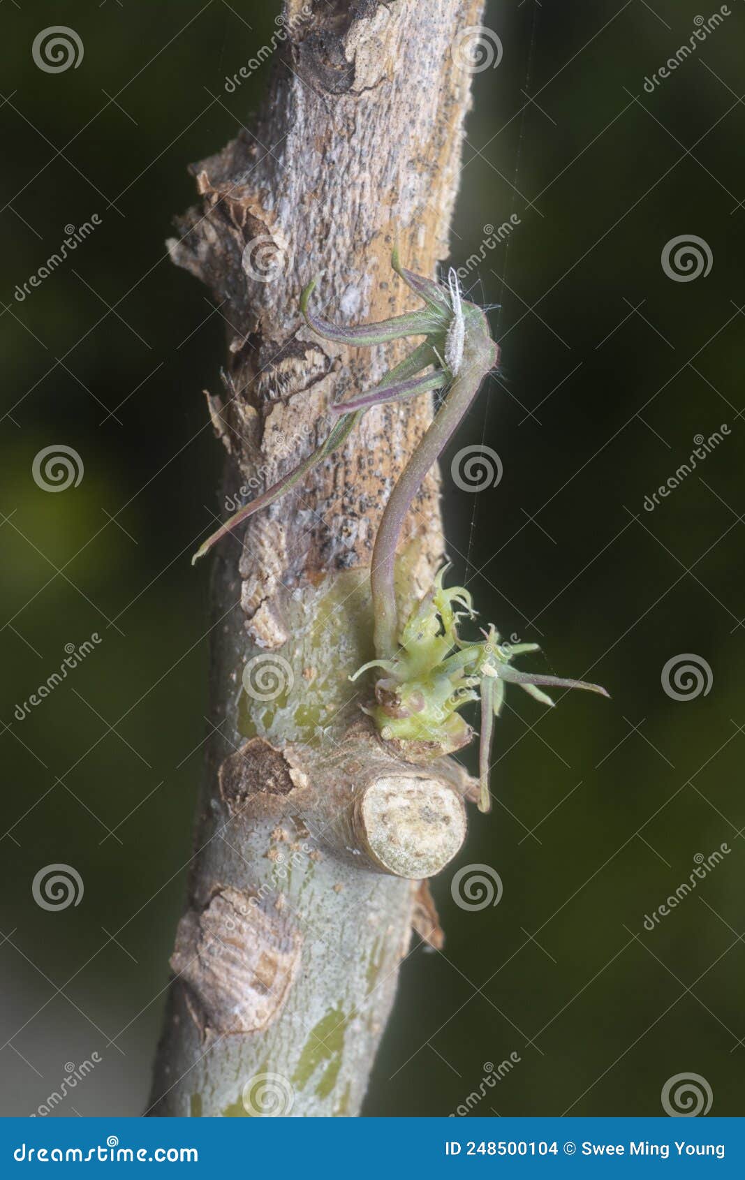Tiny Tapioca Shoot Growing Out from the Stem Stock Photo - Image of ...