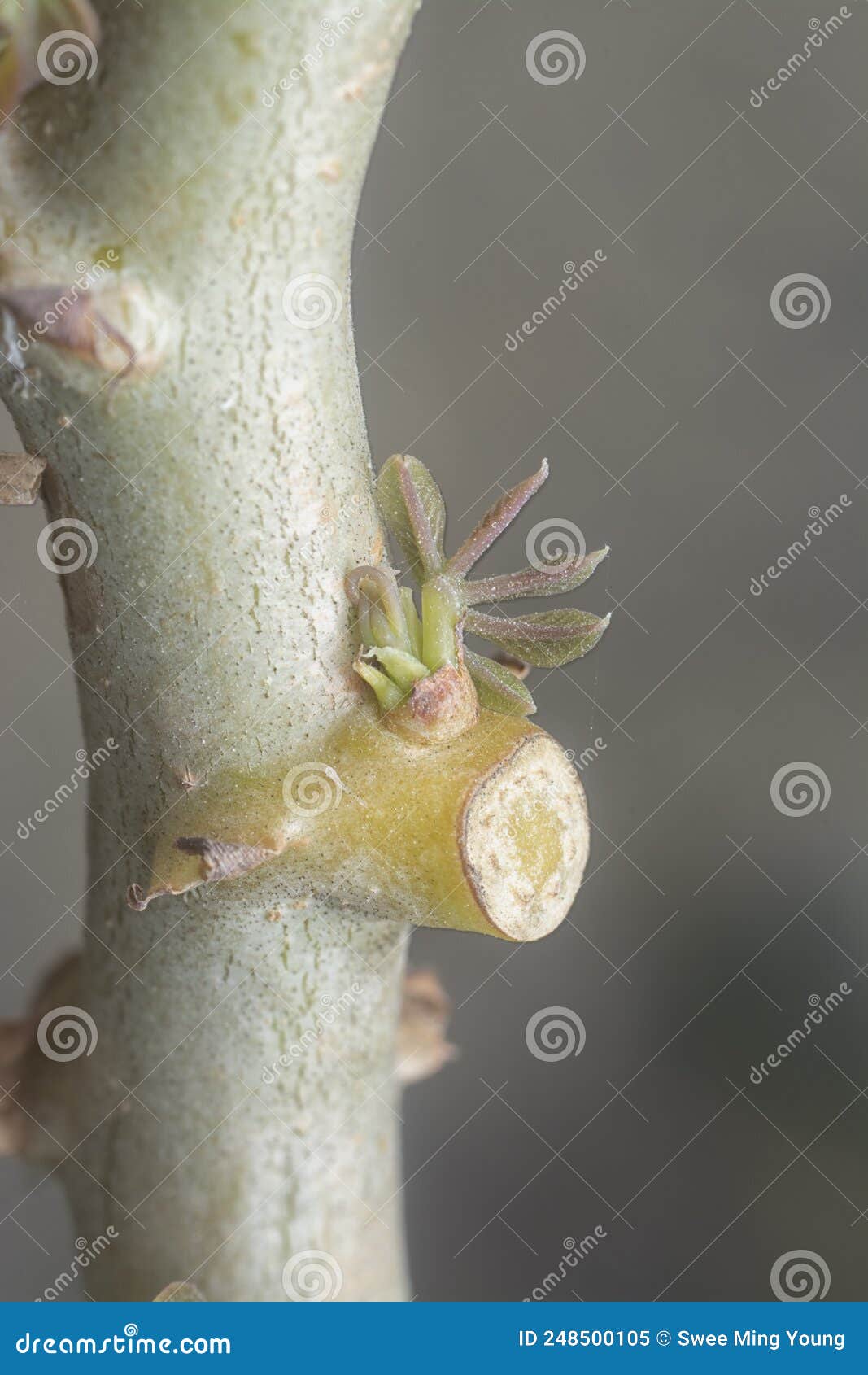 Tiny Tapioca Shoot Growing Out from the Stem Stock Image - Image of ...