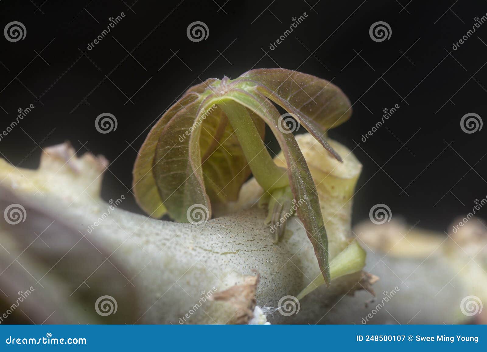 Tiny Tapioca Shoot Growing Out from the Stem Stock Image - Image of ...