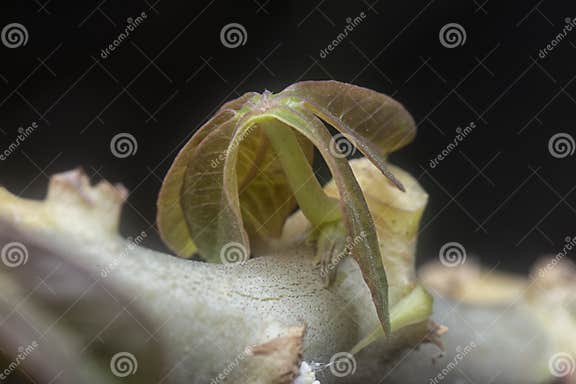 Tiny Tapioca Shoot Growing Out from the Stem Stock Image - Image of ...