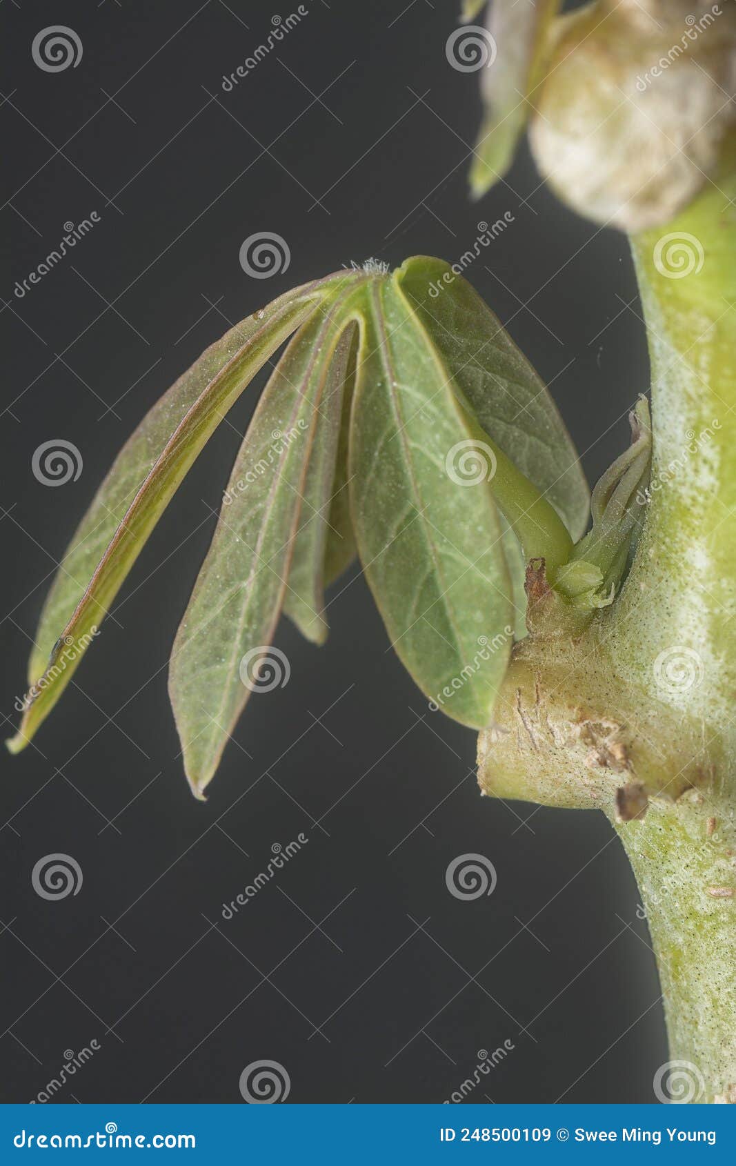 Tiny Tapioca Shoot Growing Out from the Stem Stock Image - Image of ...