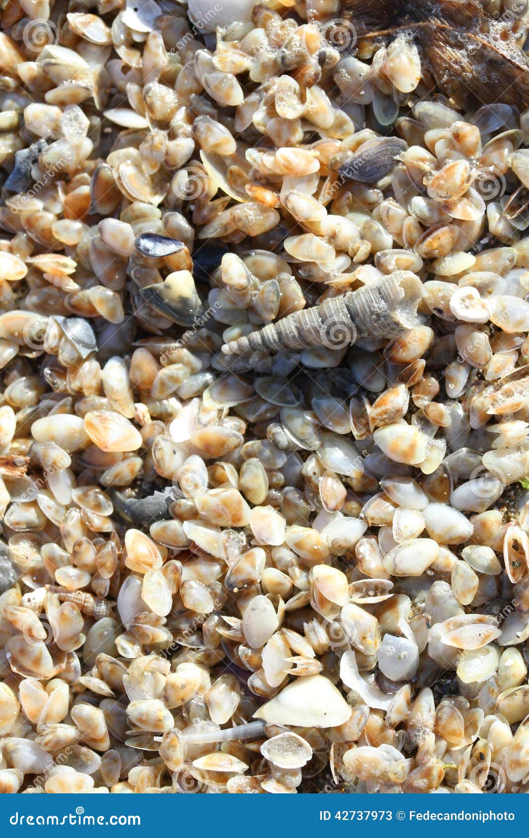 Tiny Telline Shells on the Sea Beach Stock Image - Image of fragile ...