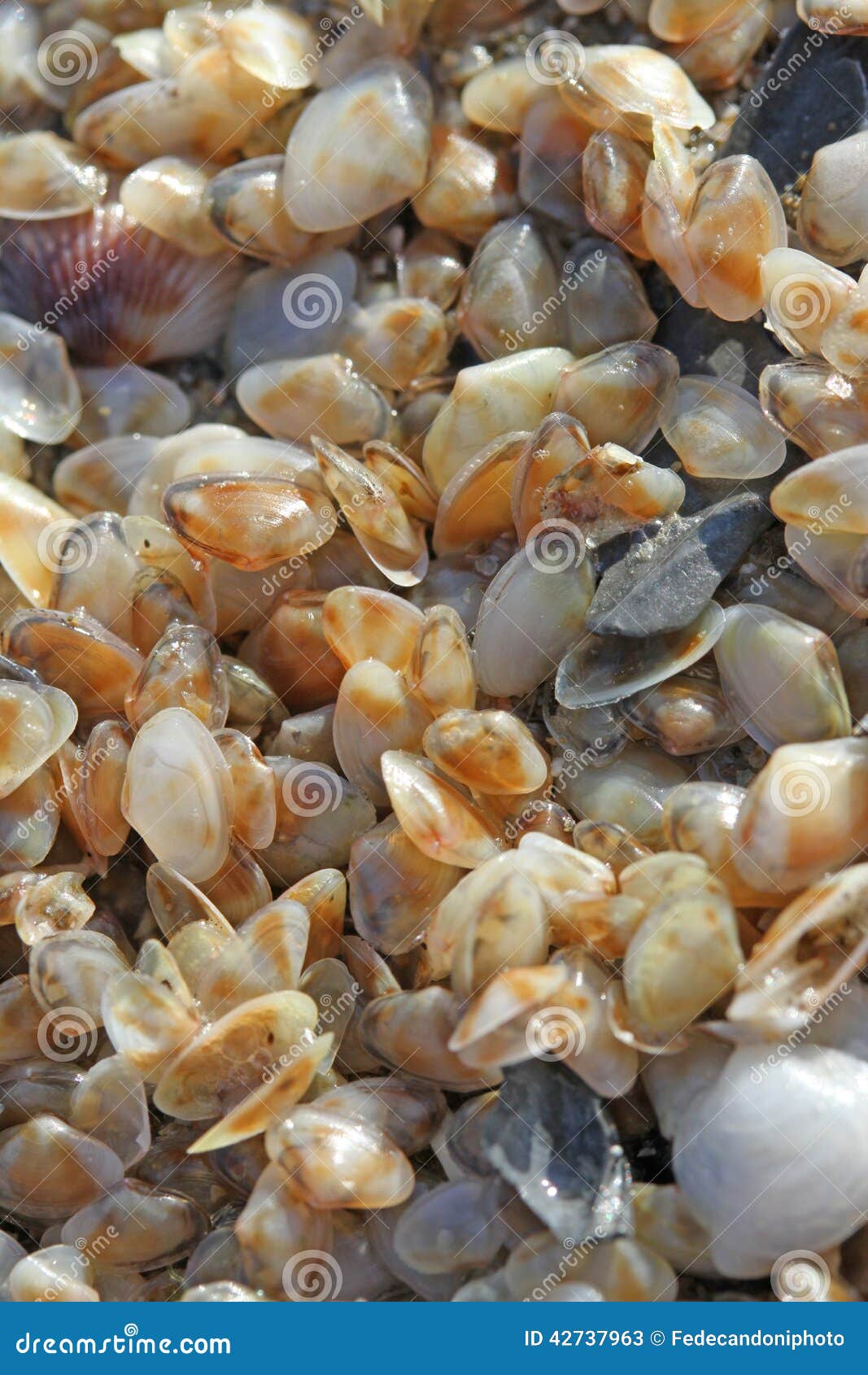 Tiny Telline Shells on the Sea Beach Stock Image - Image of fragile ...