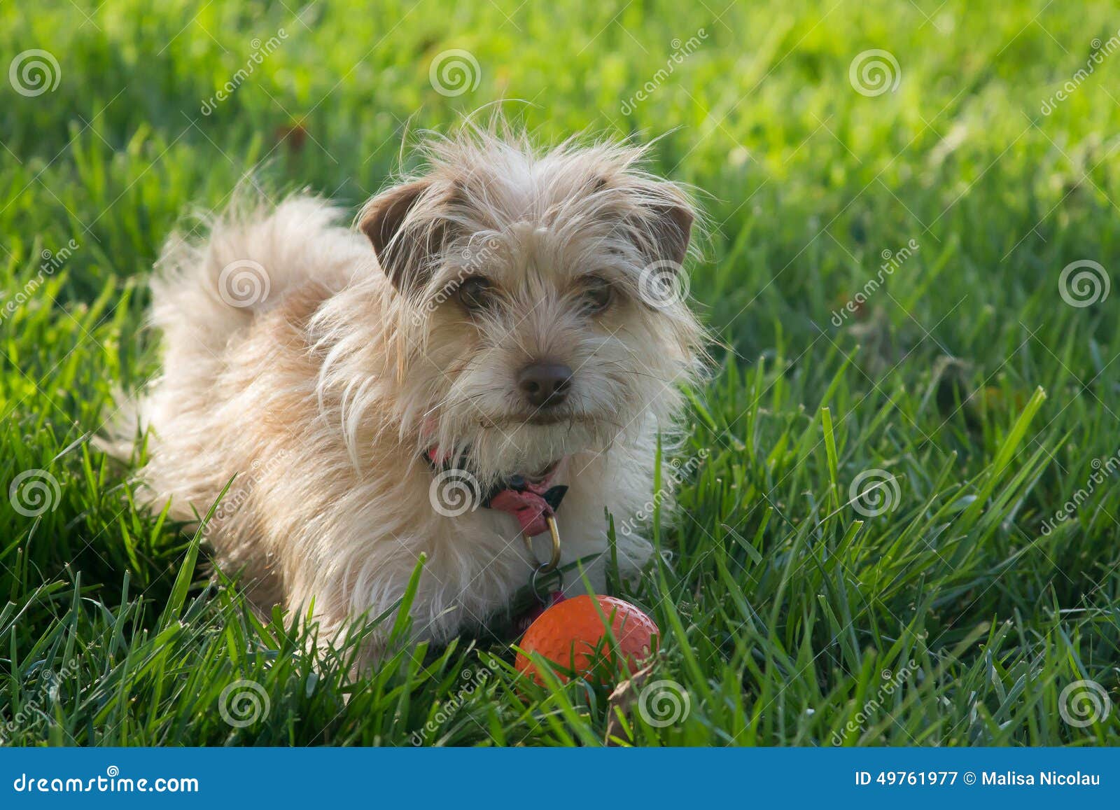 Tiny Terrier stock image. Image of canine, furry, friend - 49761977