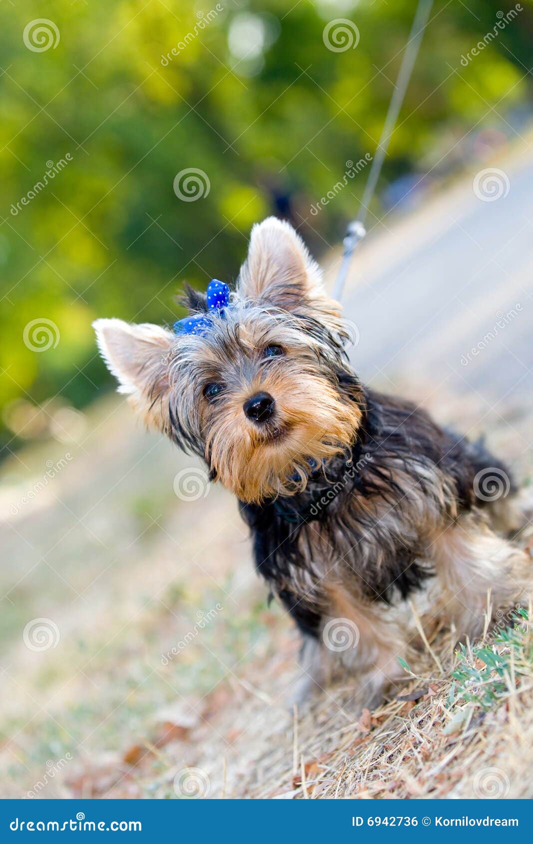 Tiny Terrier Sitting on the Ground Stock Photo - Image of cute, care ...