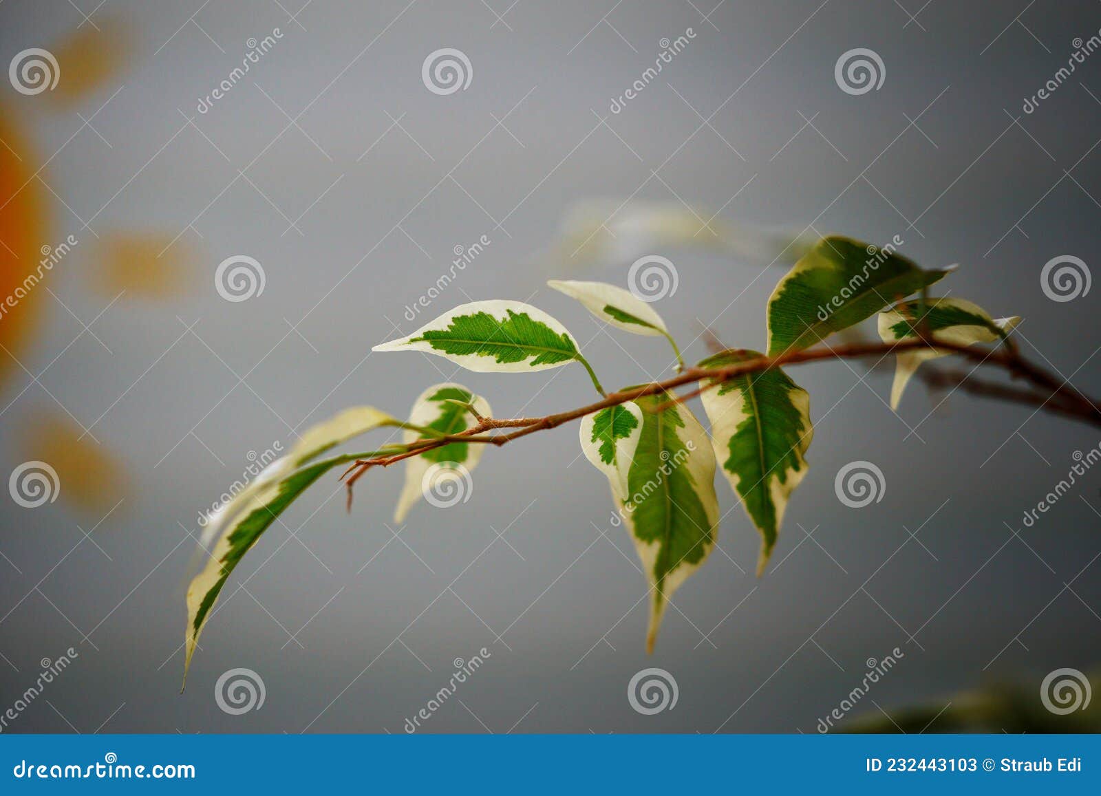 Tiny Thin Plant Branch Filled with Leaves Stock Image - Image of petal ...