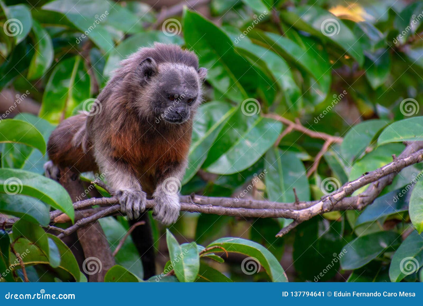 Tiny Ti-ti Ape Standing on a Branch Stock Image - Image of funny ...